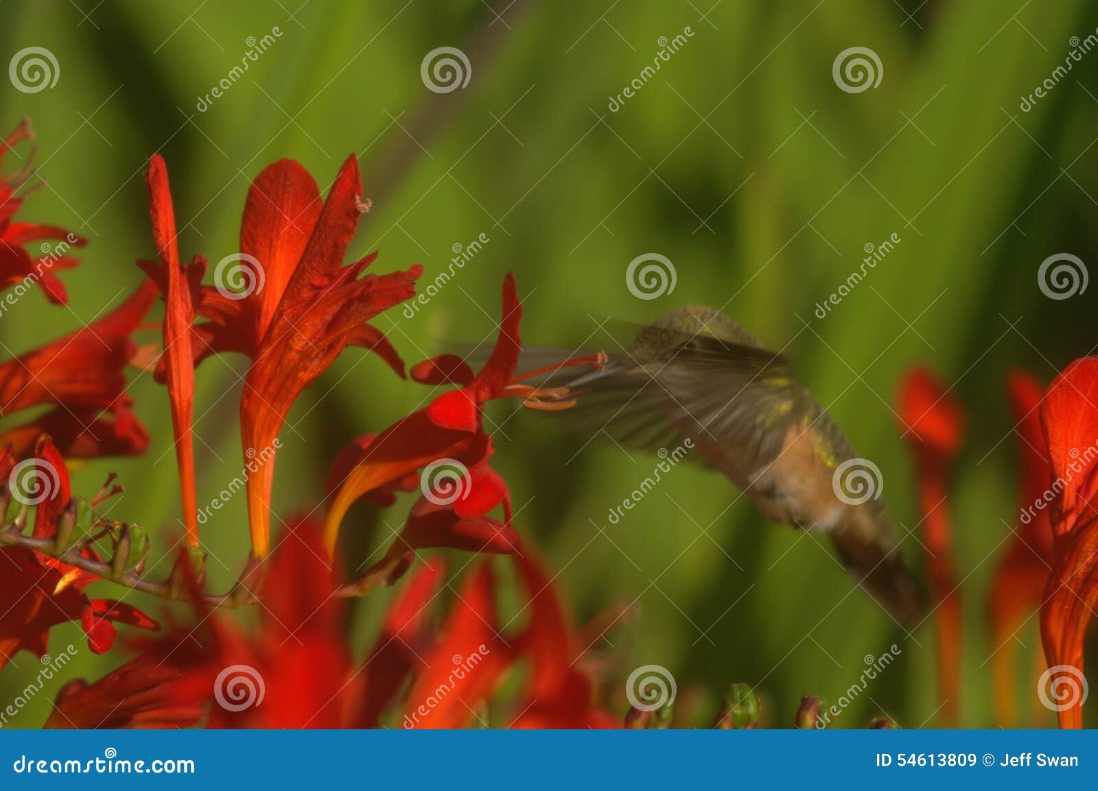 Humming bird stock image. Image of insect, fowl, hummingbird - 54613809