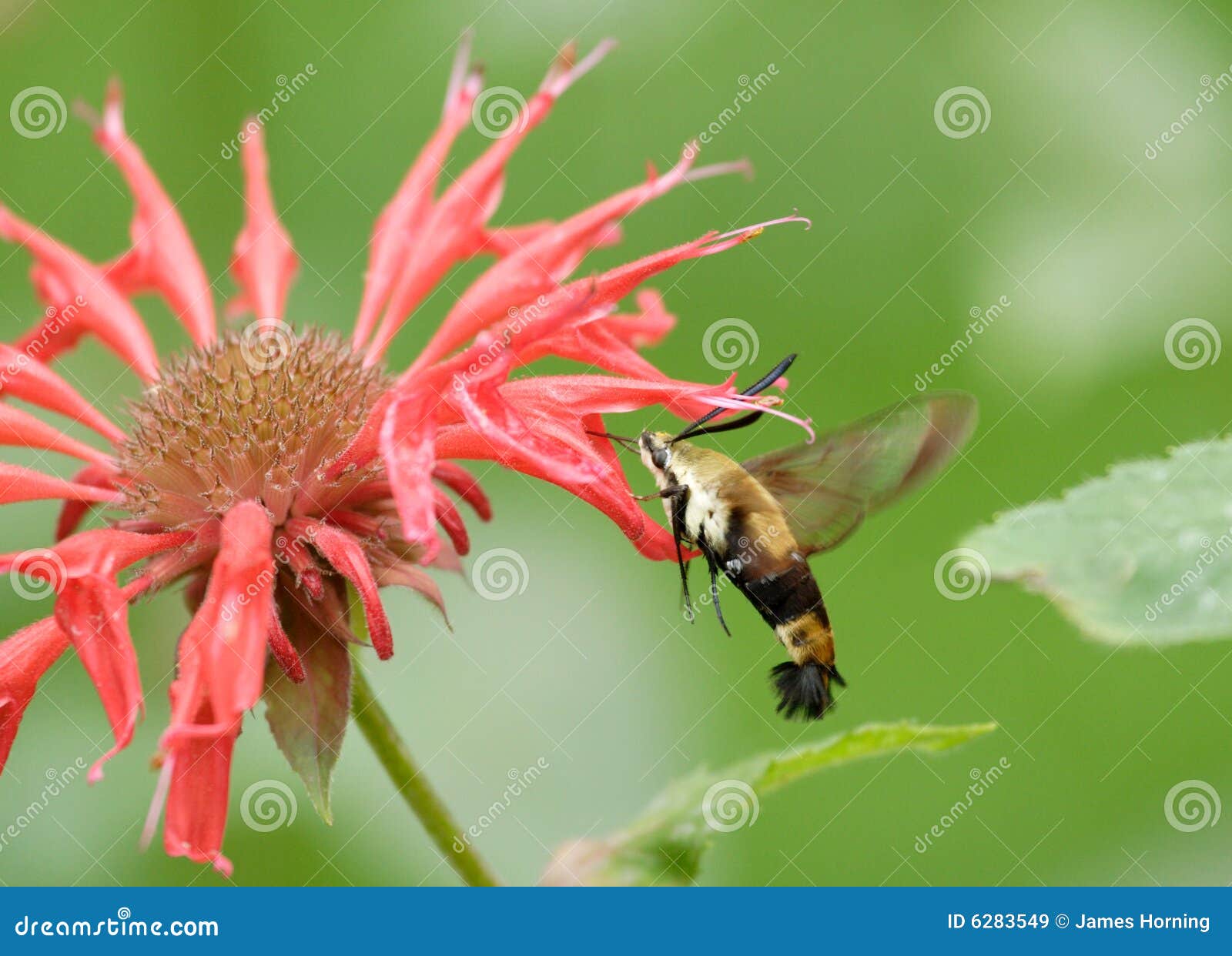 Humming Bird Moth and Bee Balm Stock Image - Image of hover, gathering ...
