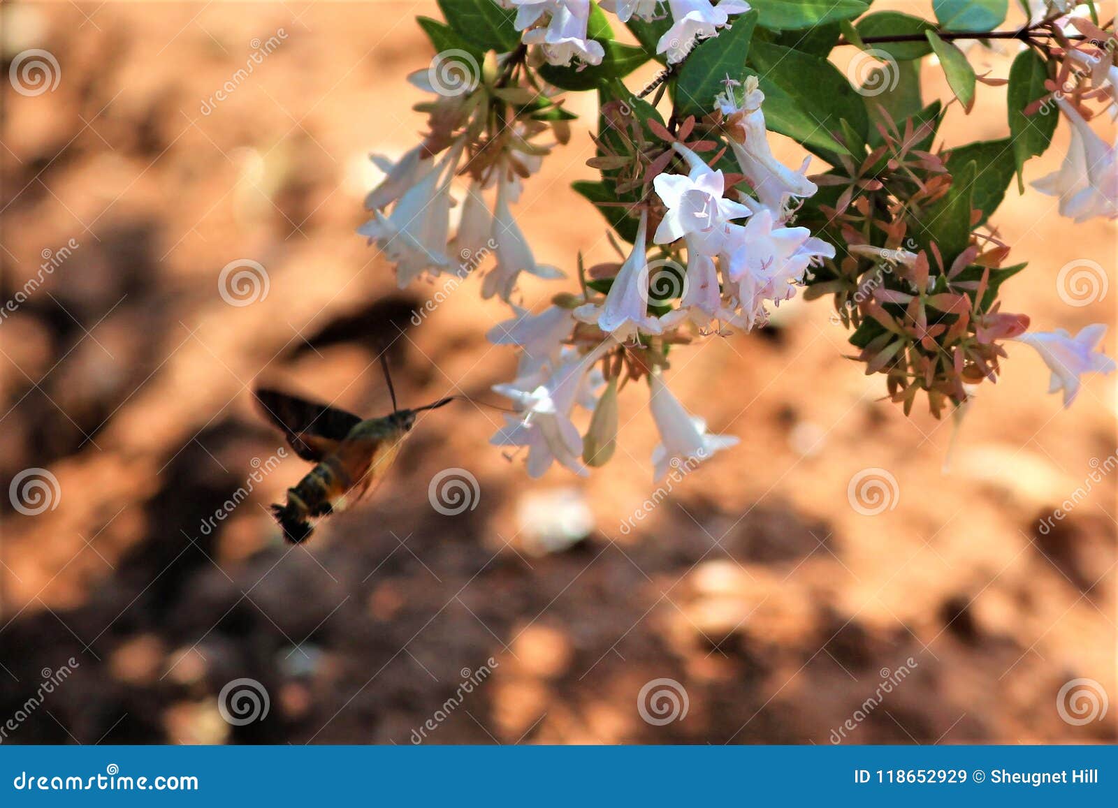 Humming Bird Moth Pollinating Stock Image - Image of bird, humming ...