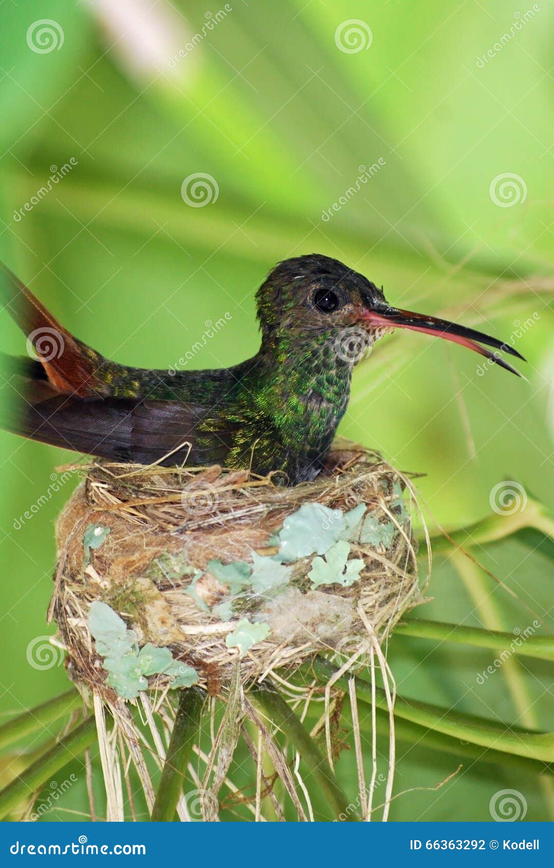 Humming bird in nest stock photo. Image of patience, parenthood - 66363292