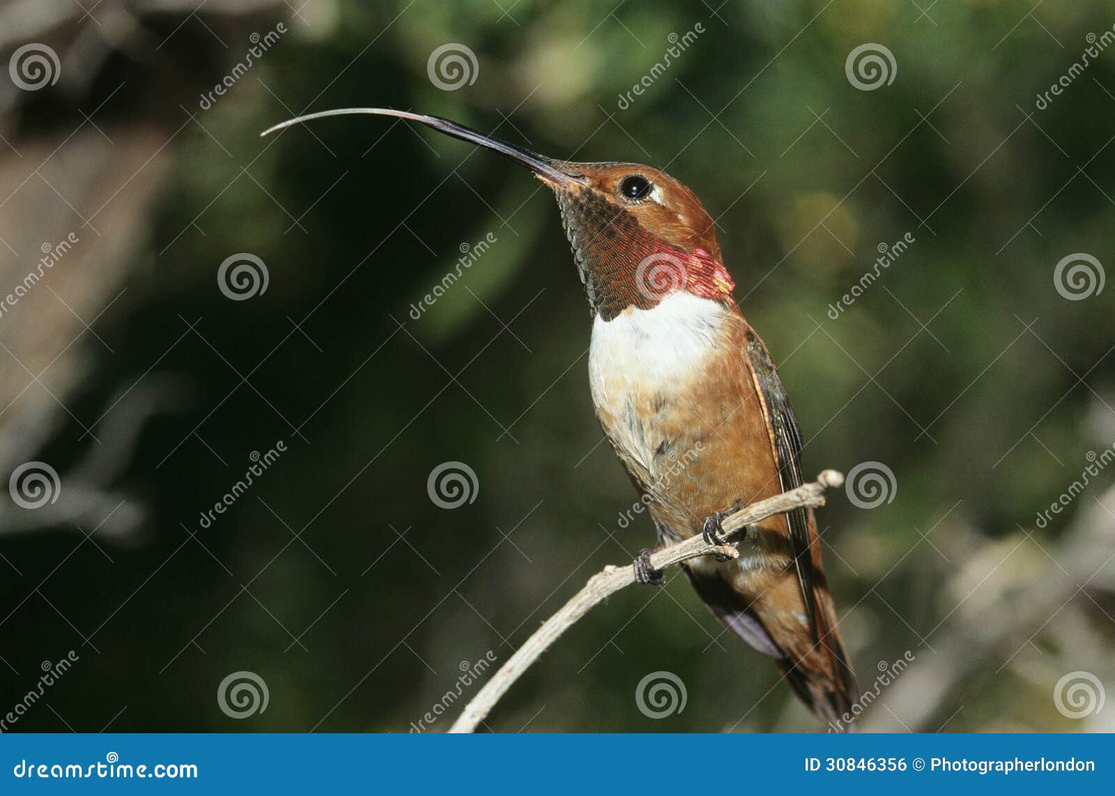 Humming Bird Perched on Branch Stock Photo - Image of outdoors, perched ...