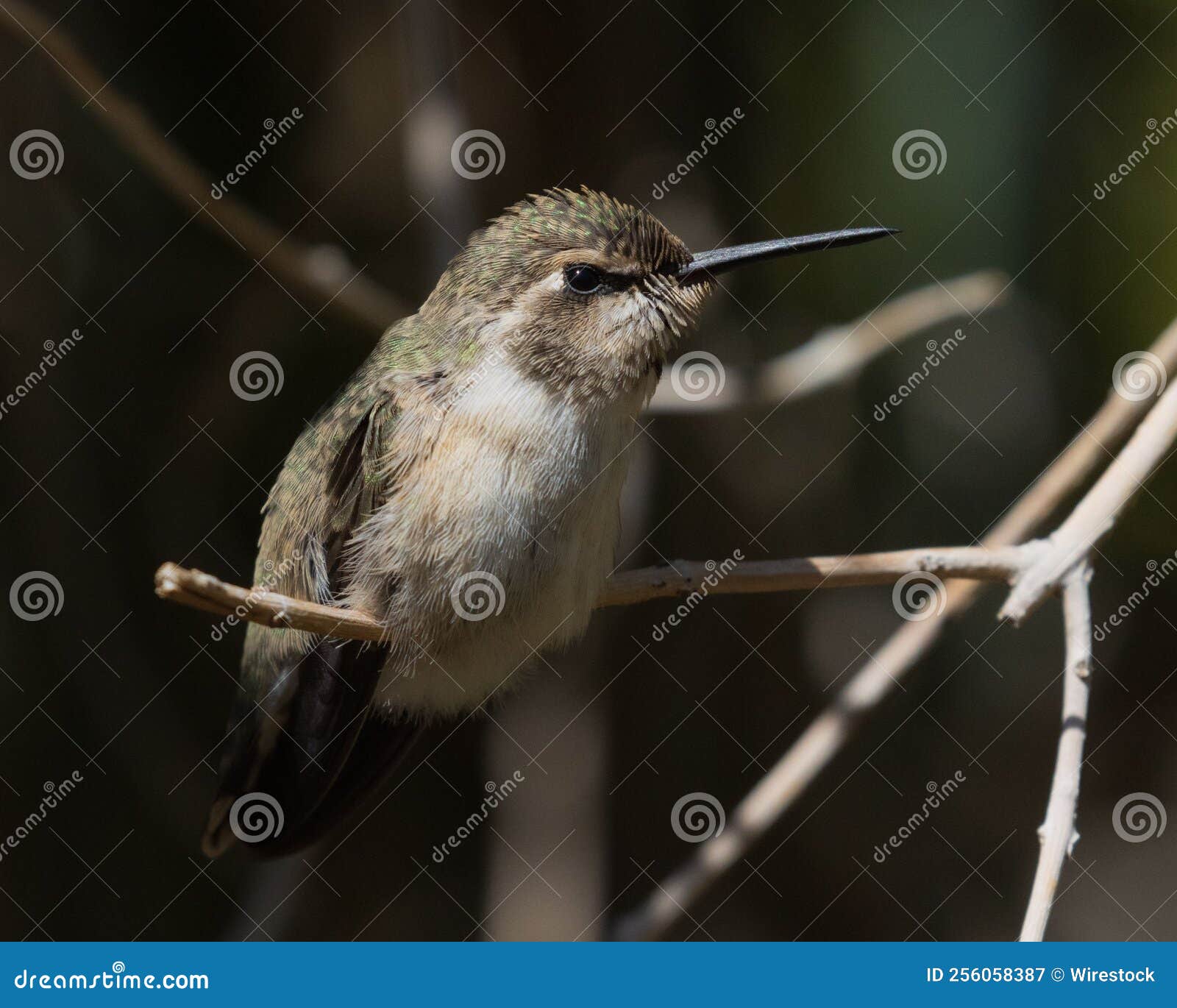 Humming Bird Perching on a Tree Branch Stock Image - Image of tree ...