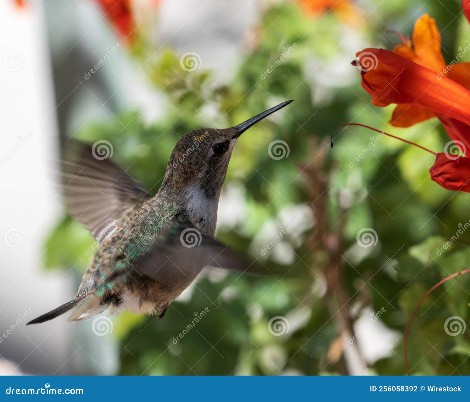 Humming Bird Perching on a Tree Branch Stock Photo - Image of natural ...