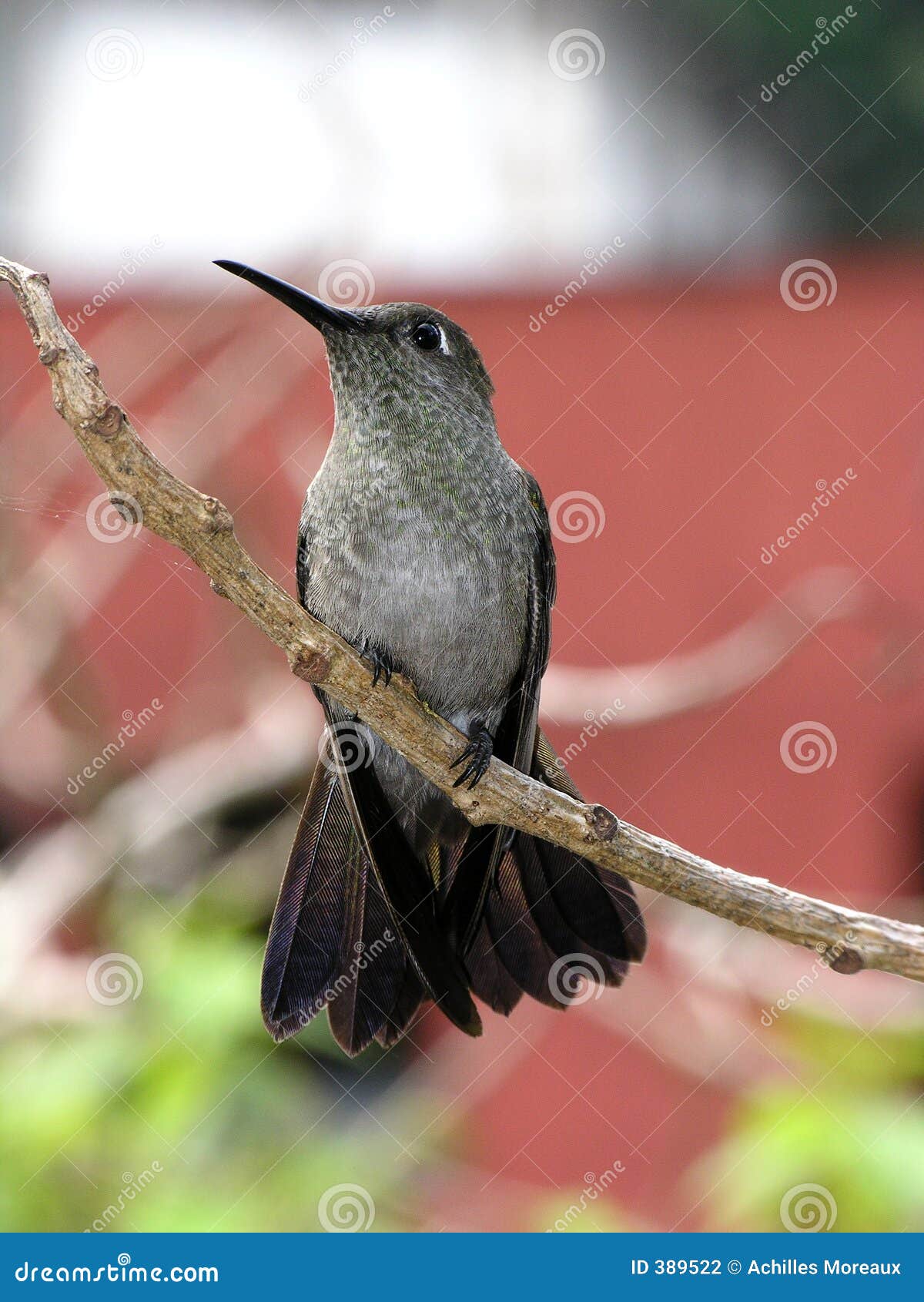 Humming bird at rest 7 stock photo. Image of humming, tropical - 389522