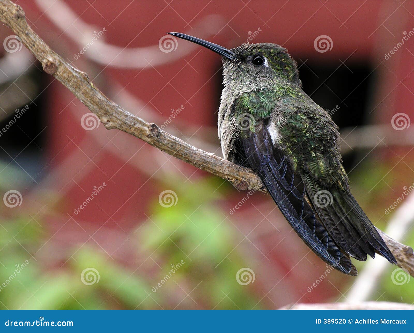 Humming bird at rest 8 stock photo. Image of emerald, garden - 389520