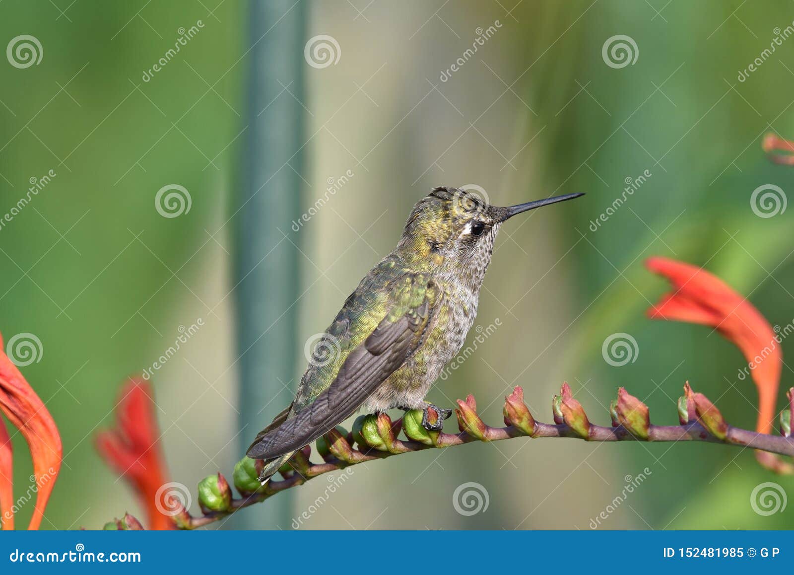 A Humming Bird Sitting on the Branch Stock Image - Image of detail ...
