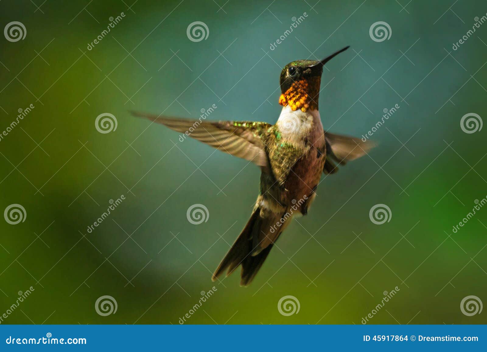 Humming bird stock photo. Image of wildlife, hummingbird - 45917864