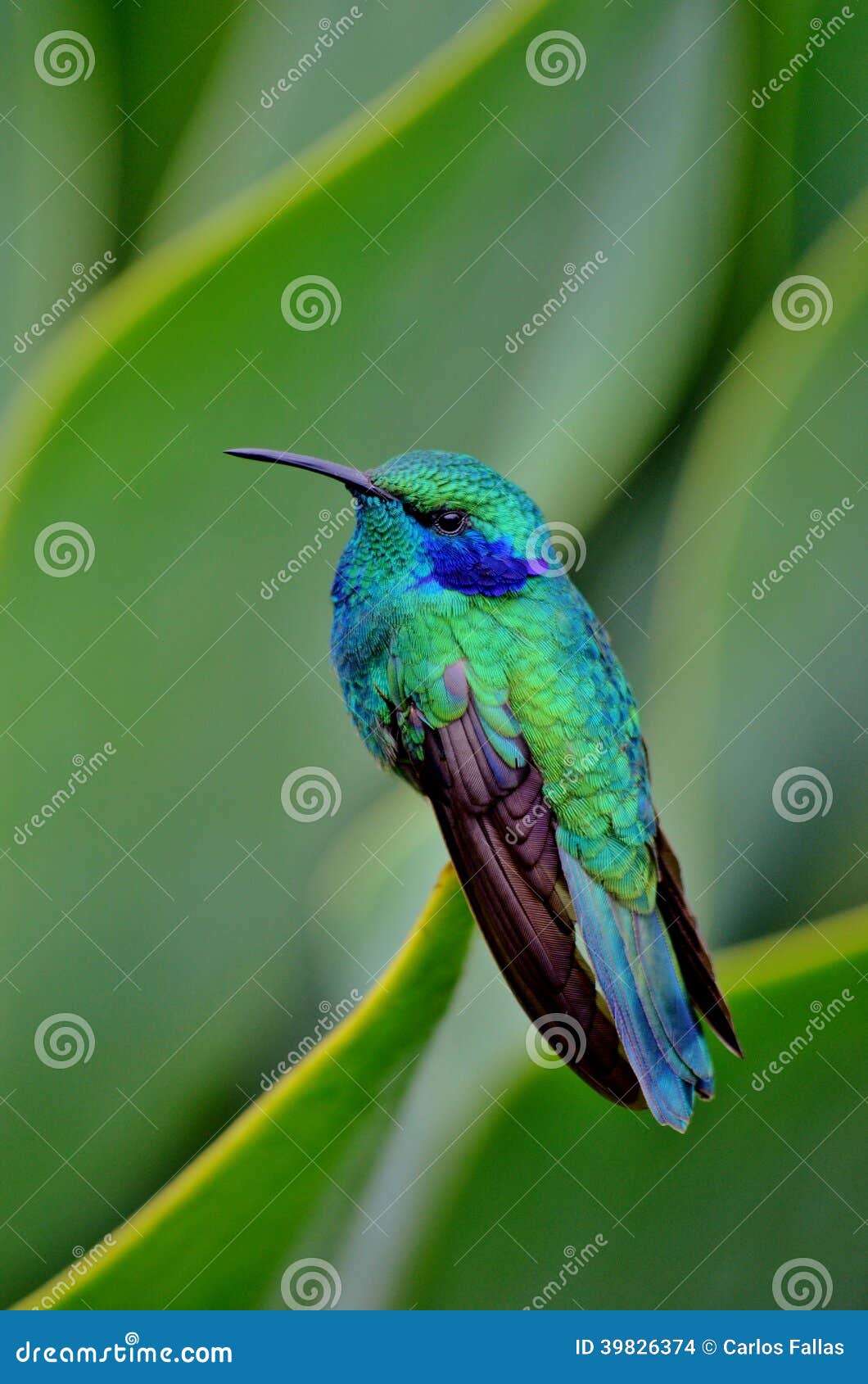 HUMMING BIRD tiny 7 stock photo. Image of tropics, mountain - 39826374