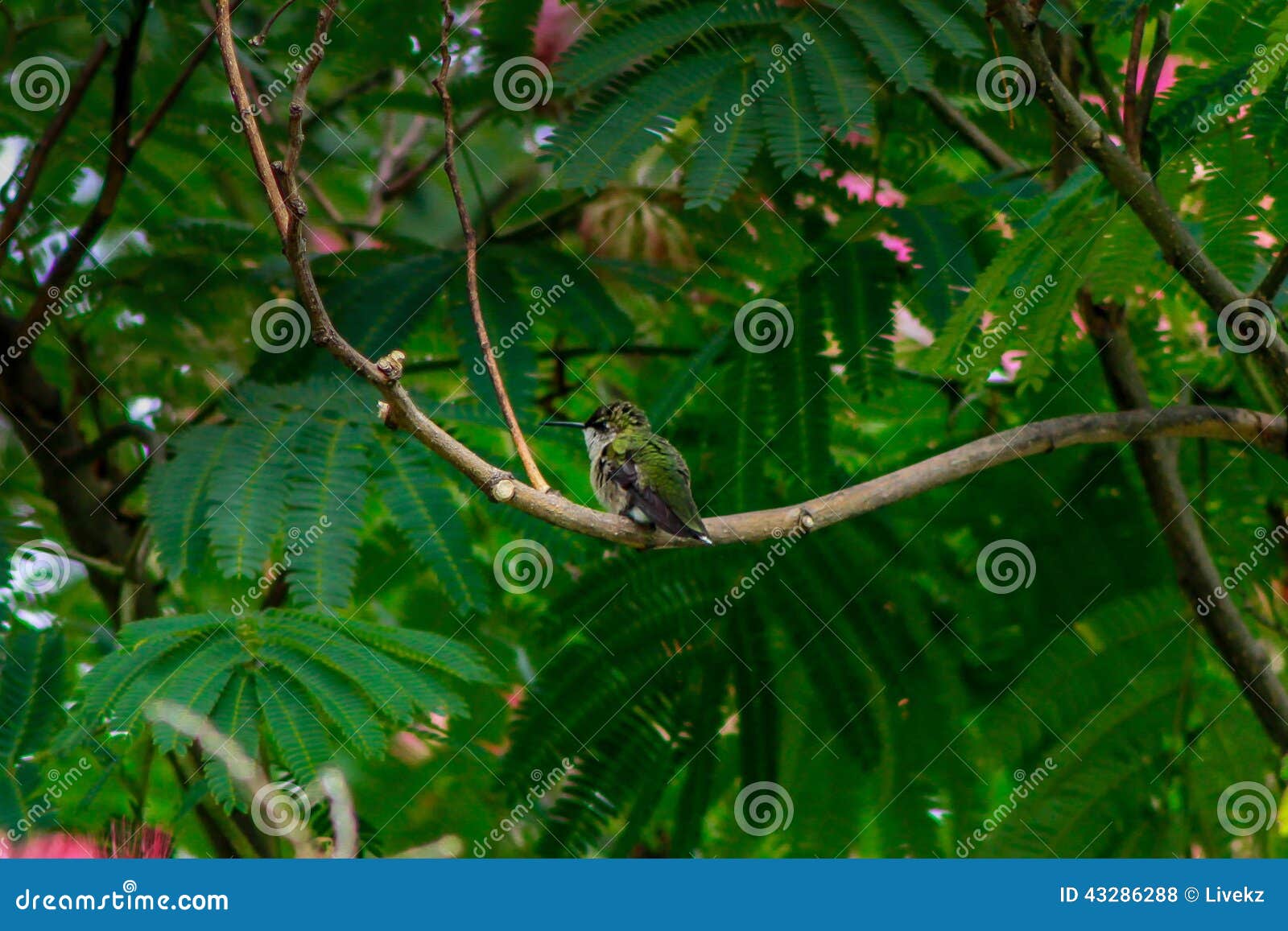 Humming bird stock photo. Image of bird, late, surroundings - 43286288