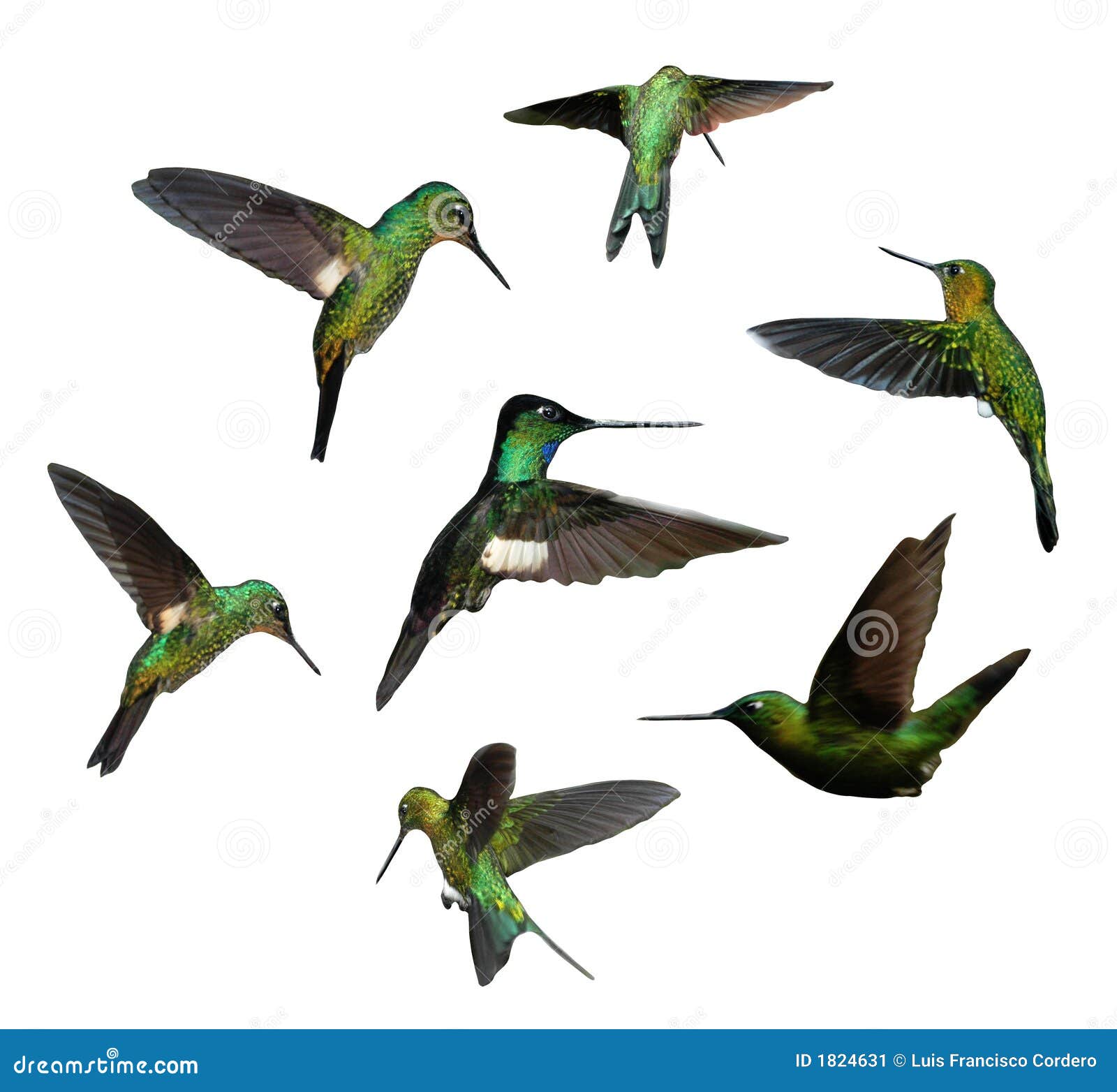 Humming birds stock image. Image of isolated, bird, background - 1824631