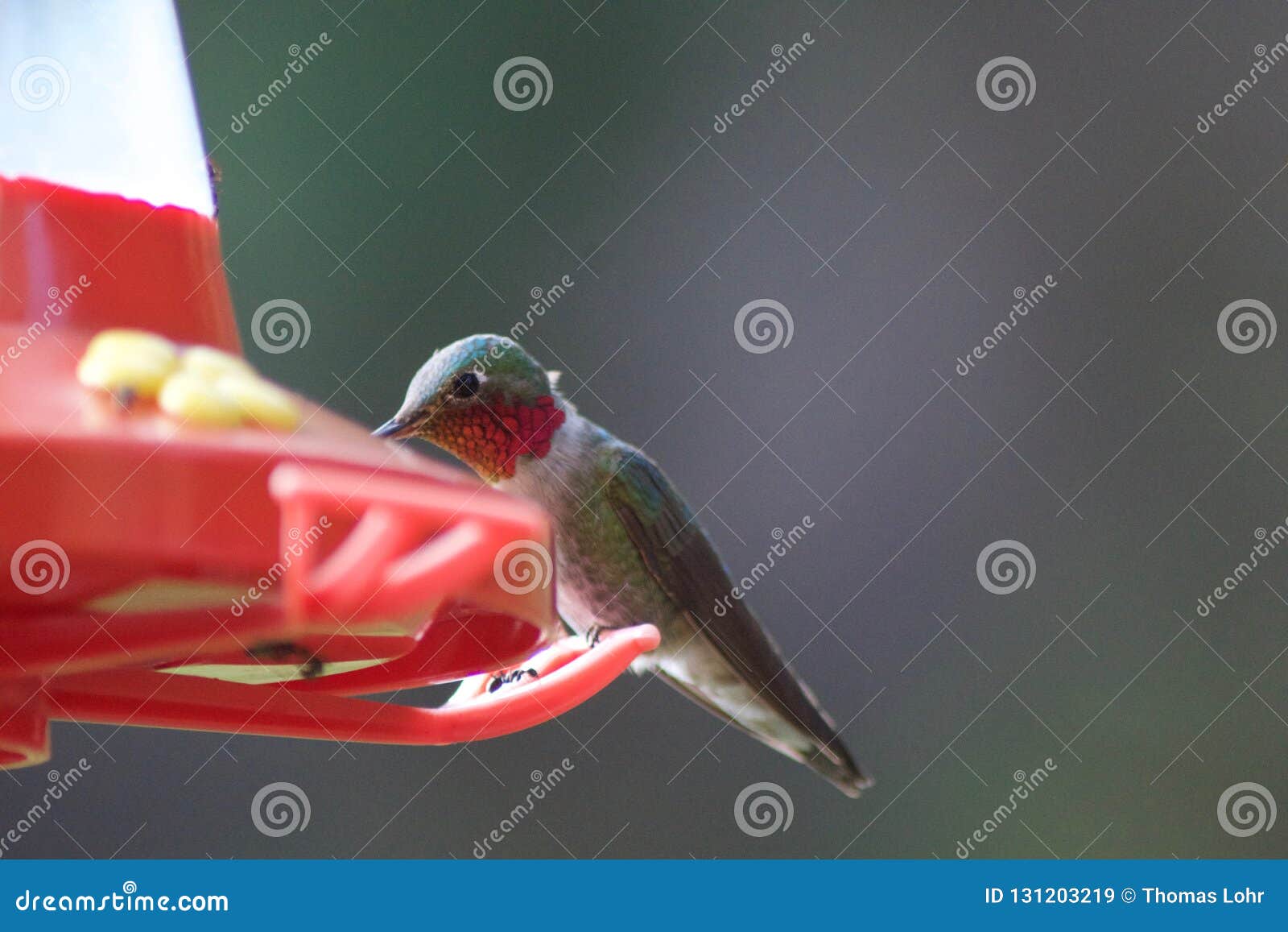 Humming Birds Feeding stock image. Image of flying, birds - 131203219