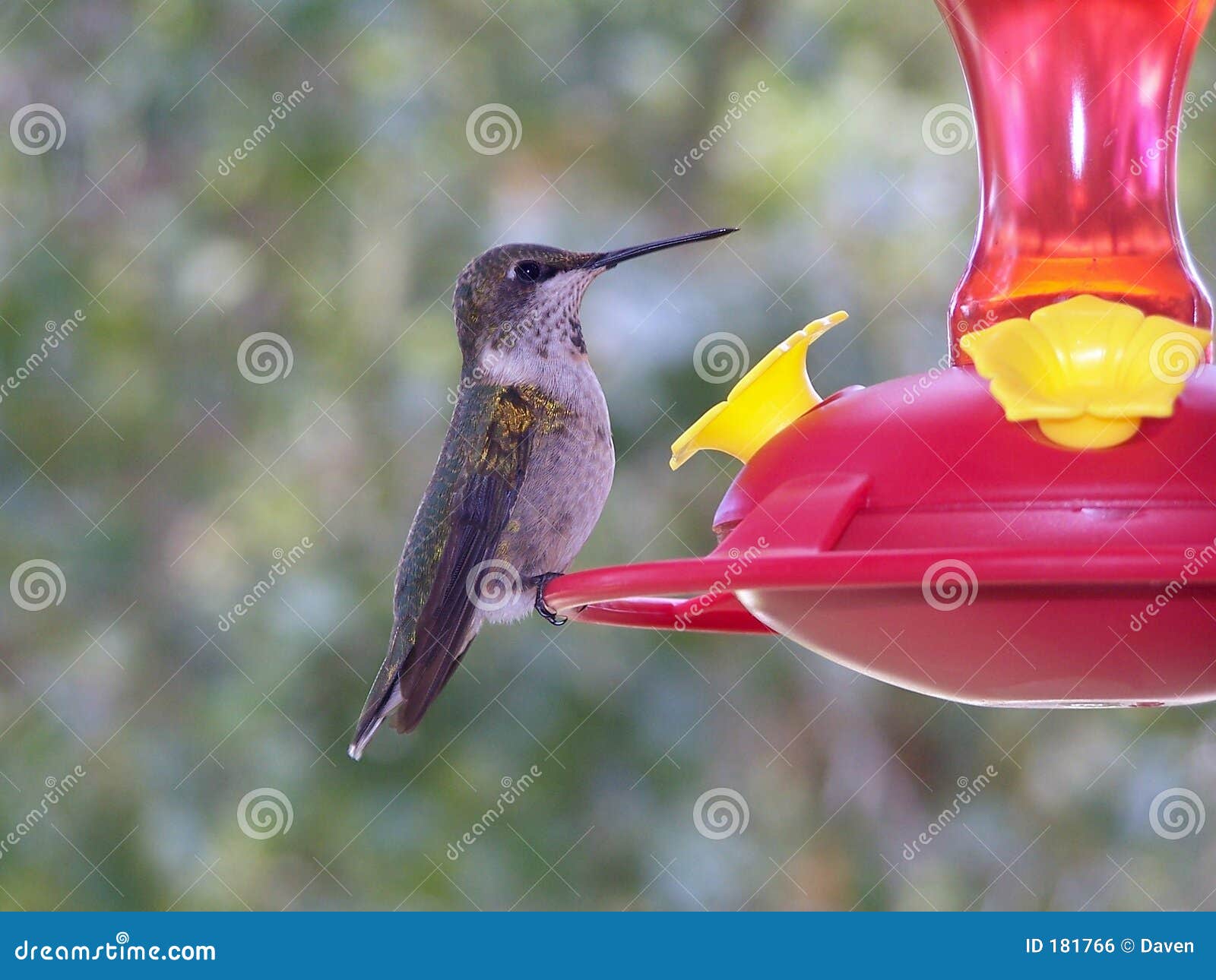 Hummingbird stock photo. Image of bird, feather, environment - 181766
