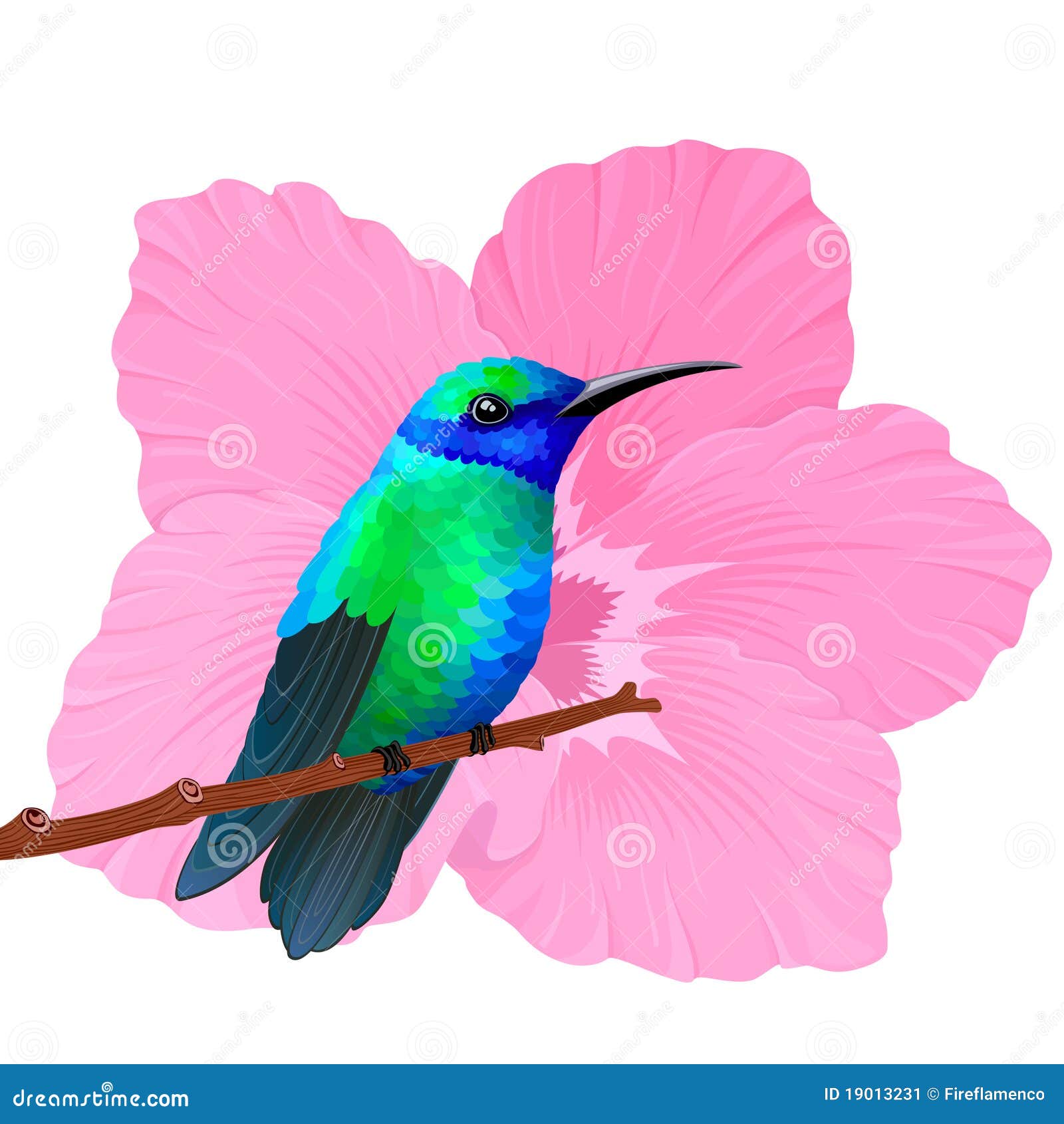 Hummingbird stock vector. Illustration of vector, bird - 19013231