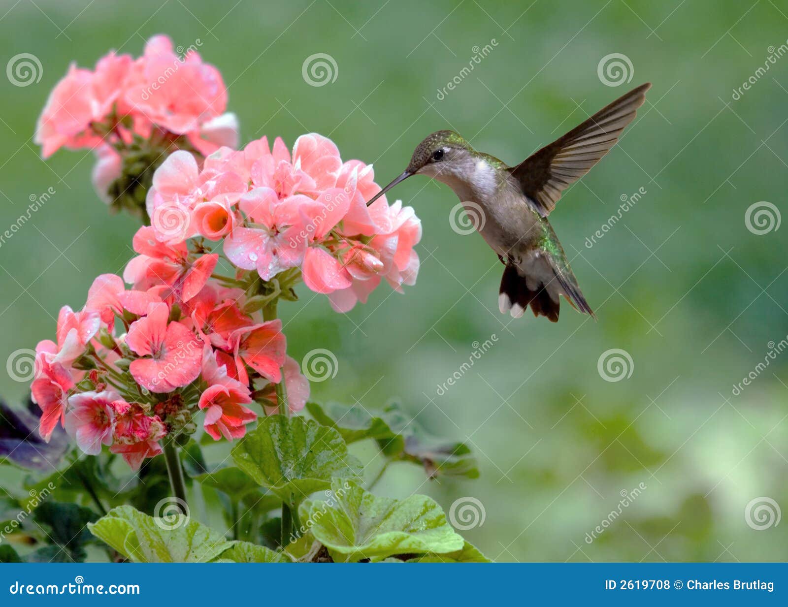 Bird With Red Flower. Hummingbird White-necked Jacobin, Fflying Next To ...