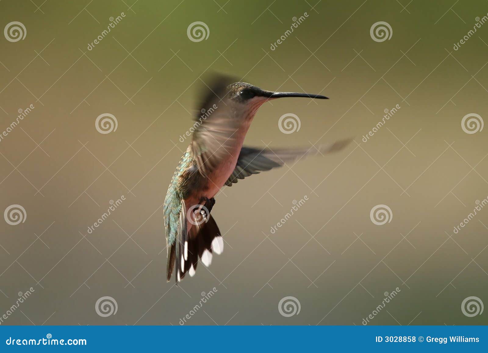 Hummingbird stock photo. Image of wildlife, nature, natural - 3028858