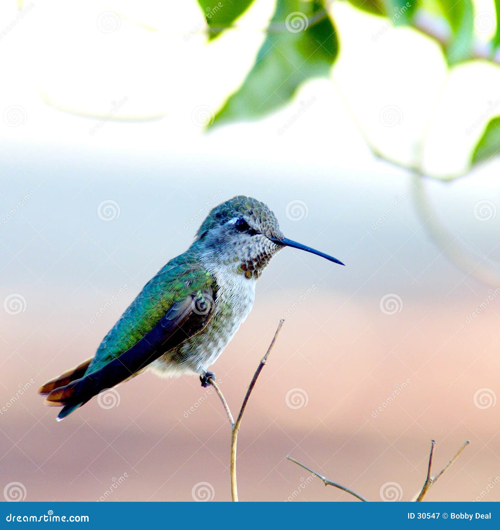 Hummingbird stock image. Image of fauna, nature, sunset - 30547