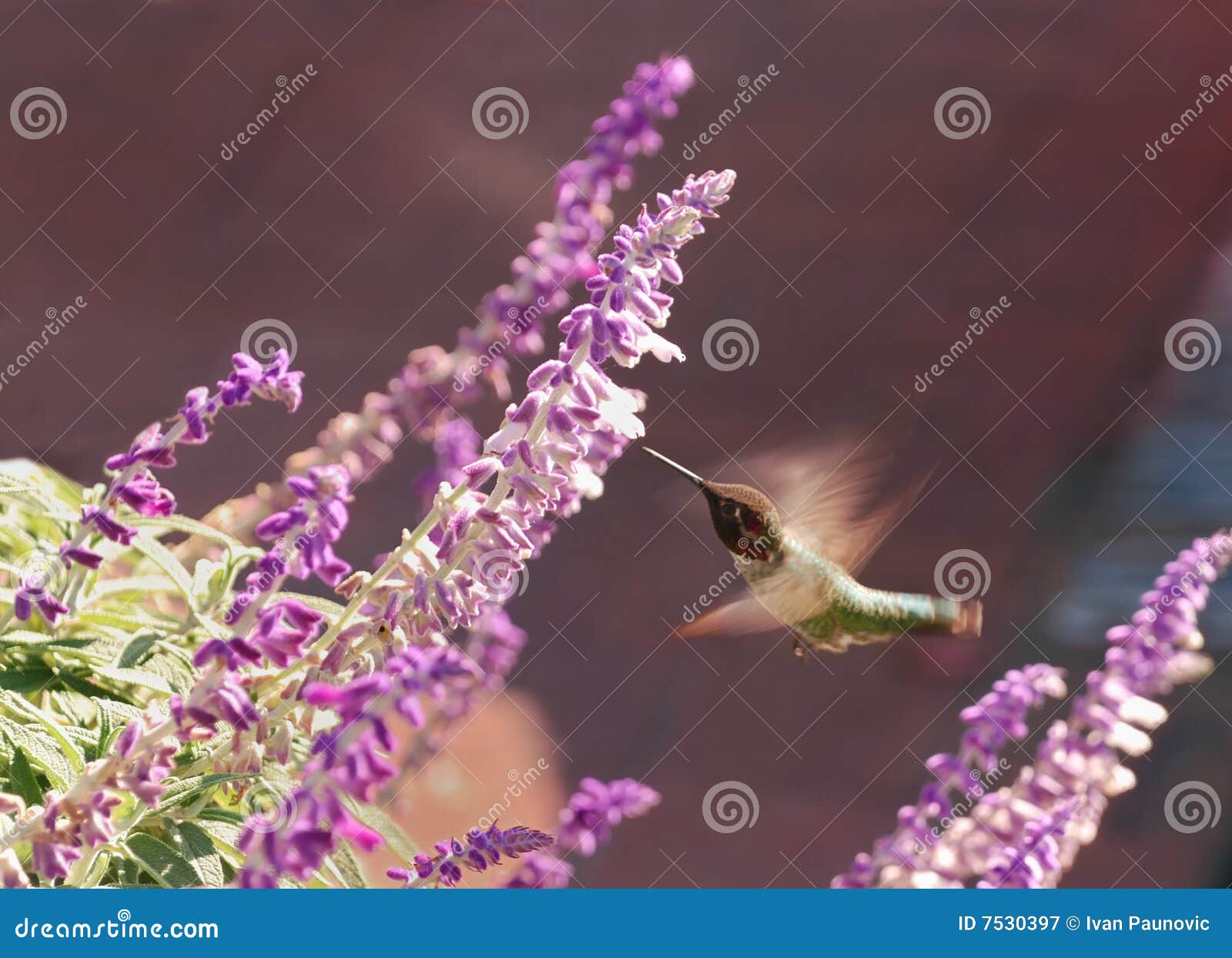 Hummingbird Pollination Feeding Flowers Royalty-Free Stock Photo ...