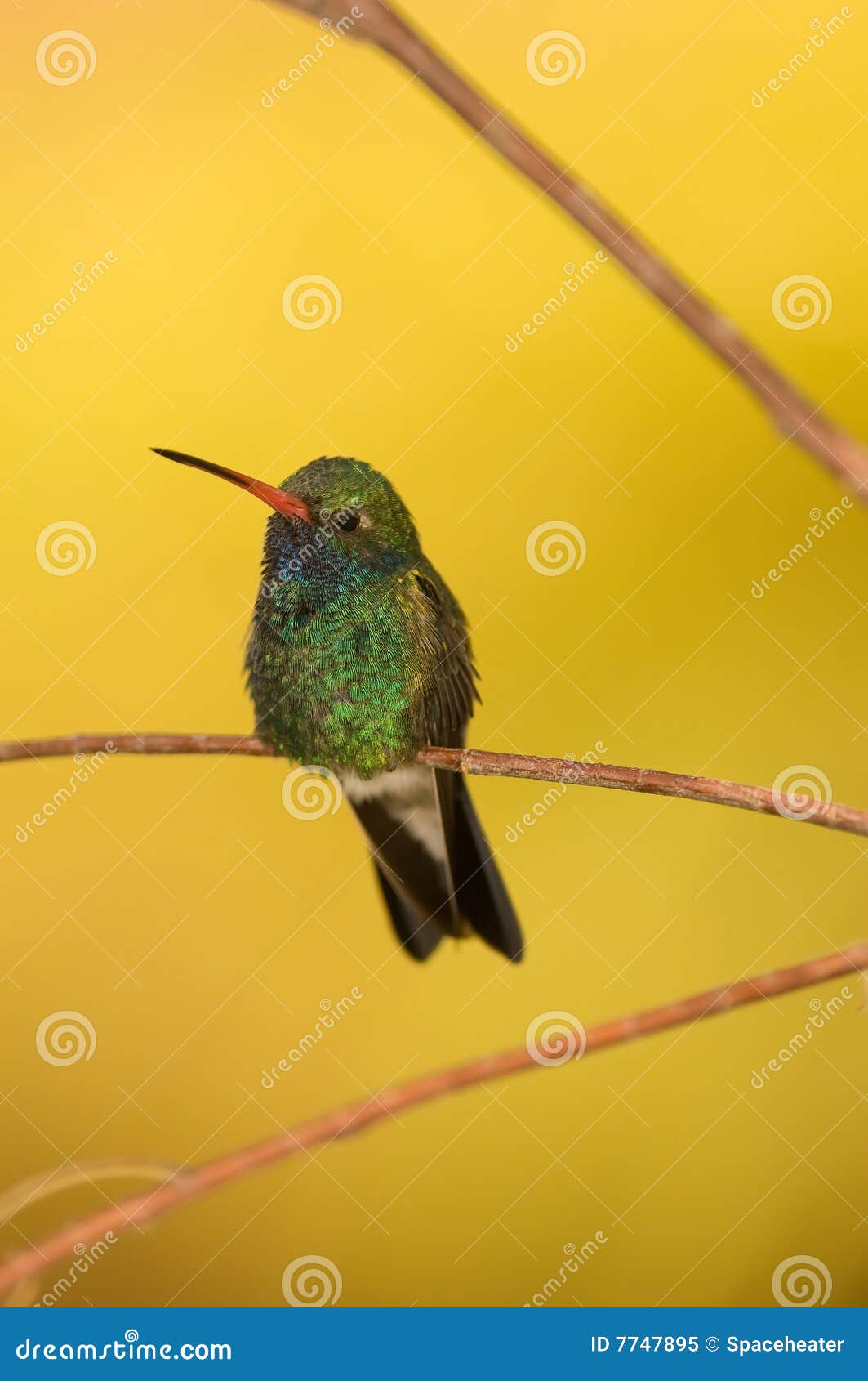 Hummingbird stock image. Image of small, beak, broad, tiny - 7747895