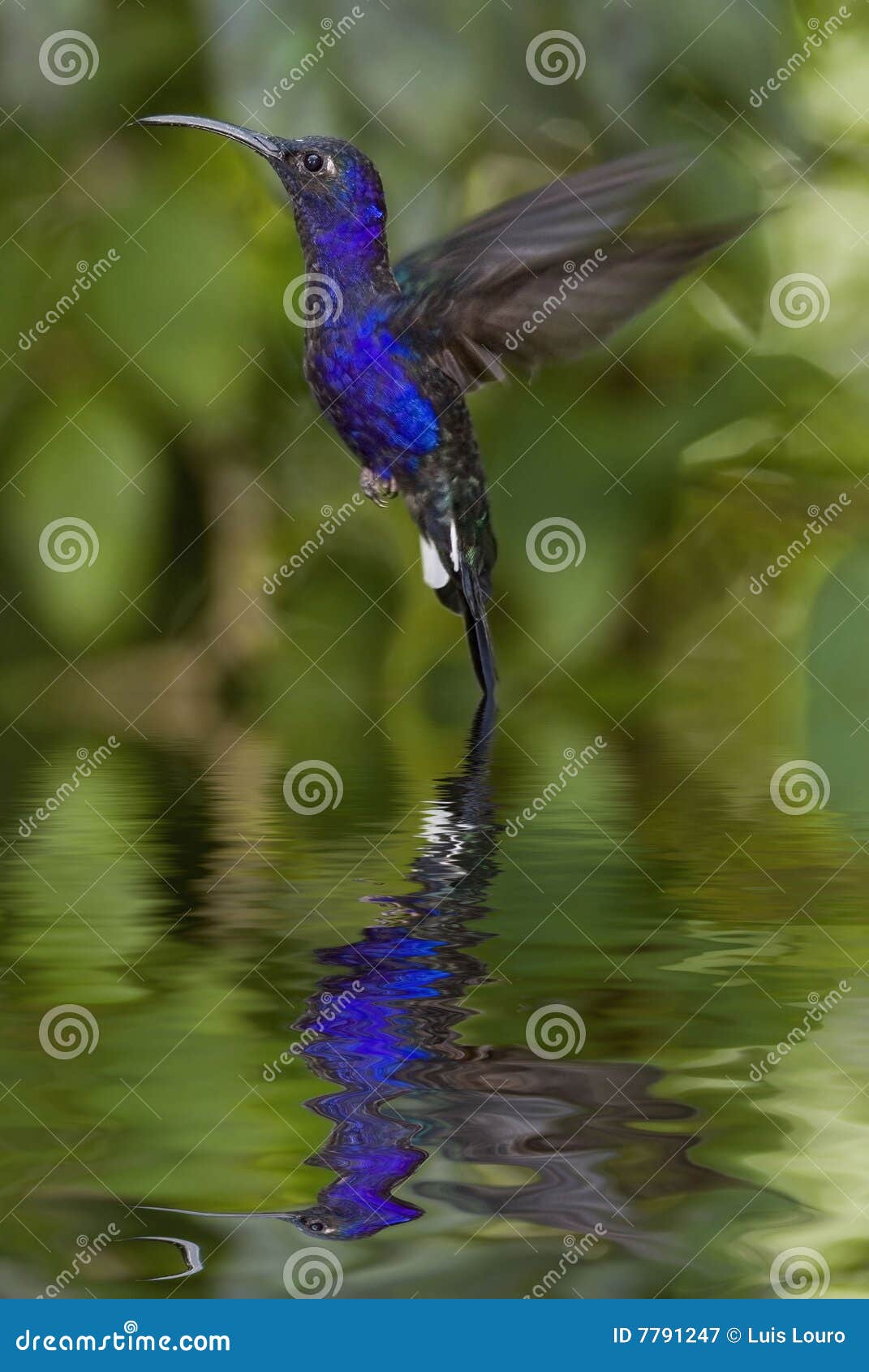 Hummingbird stock image. Image of colorful, exotic, eating - 7791247