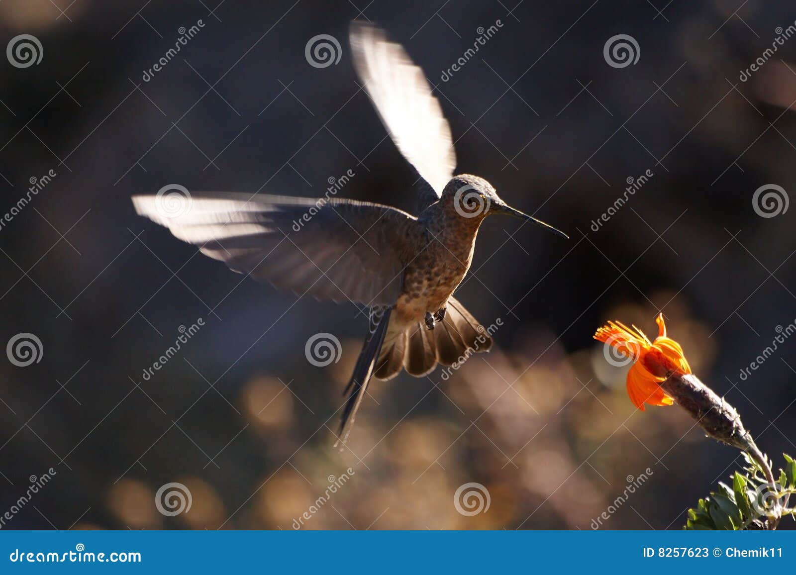 Hummingbird stock image. Image of light, flower, float - 8257623