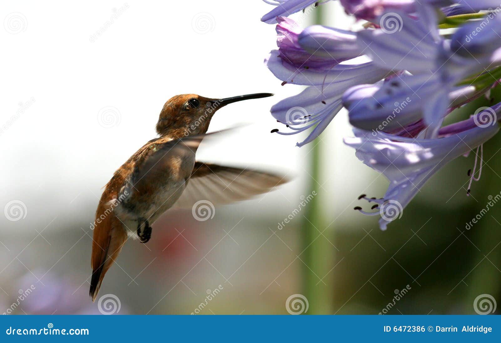 Hummingbird Action stock photo. Image of unique, agapantha - 6472386