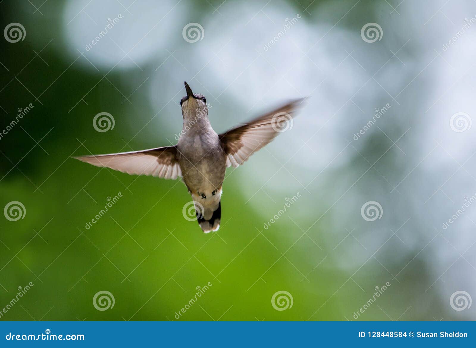 Hummingbird Ballet Against a Deep Green Background Stock Photo - Image ...