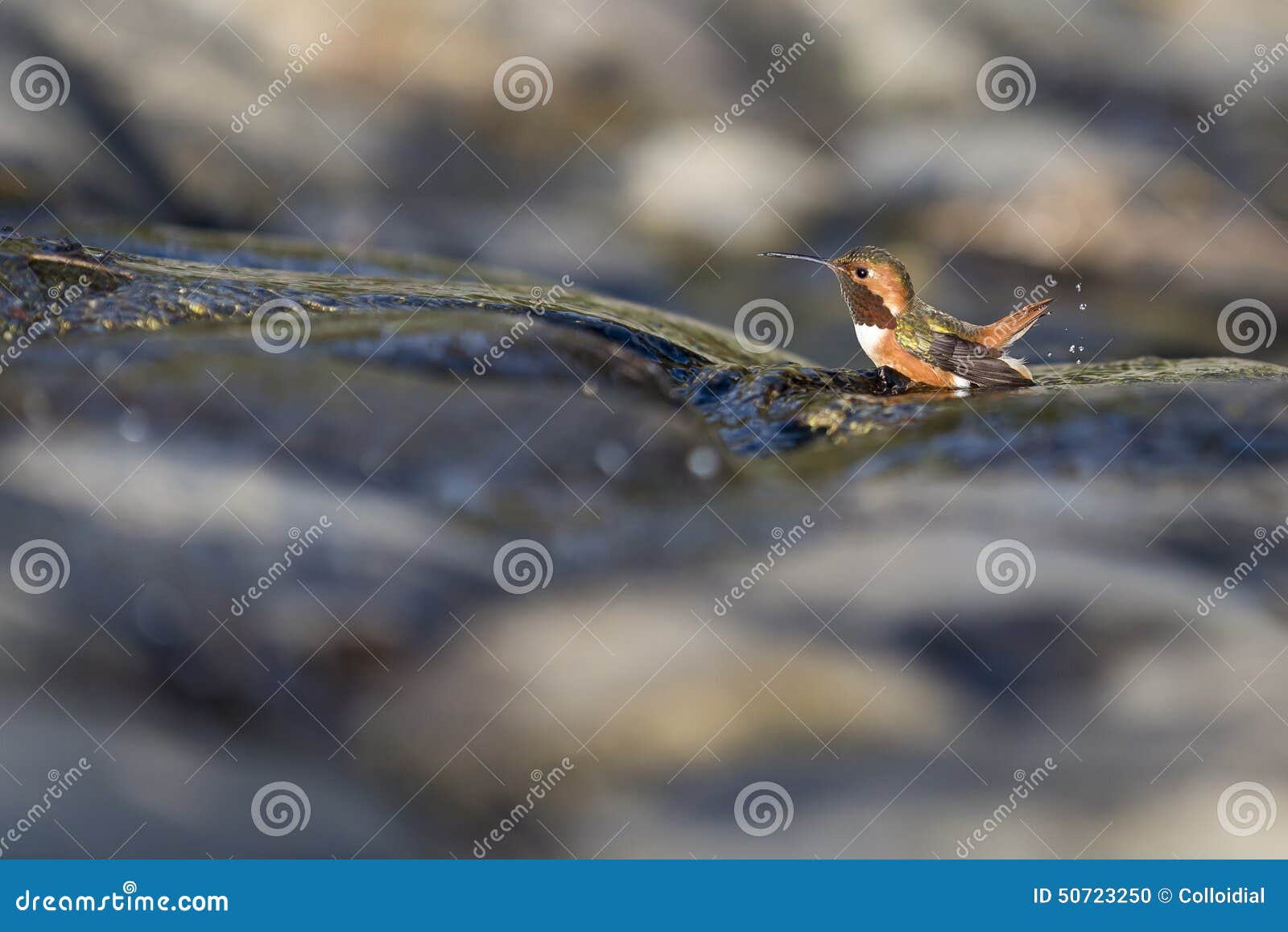 Hummingbird Bathing stock photo. Image of behavior, limb - 50723250