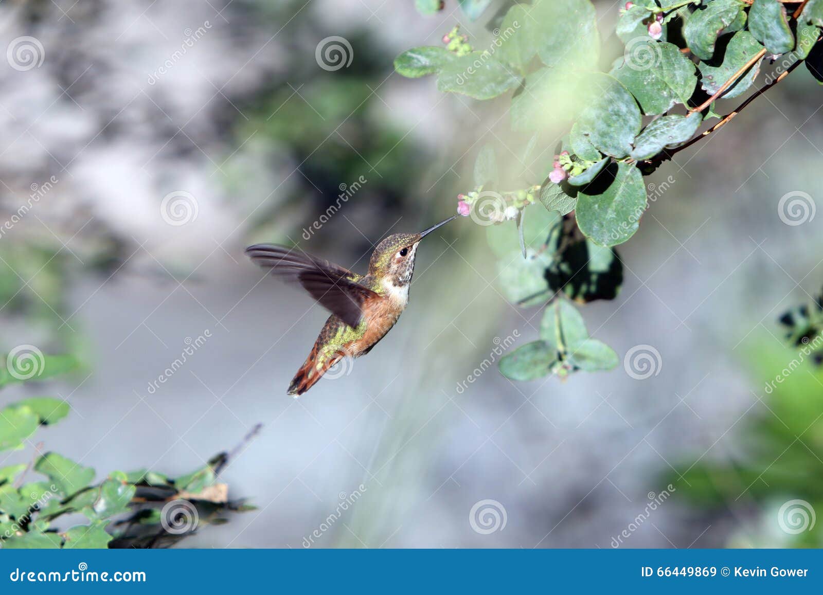 Hummingbird in BC stock image. Image of huge, mouth, baby - 66449869