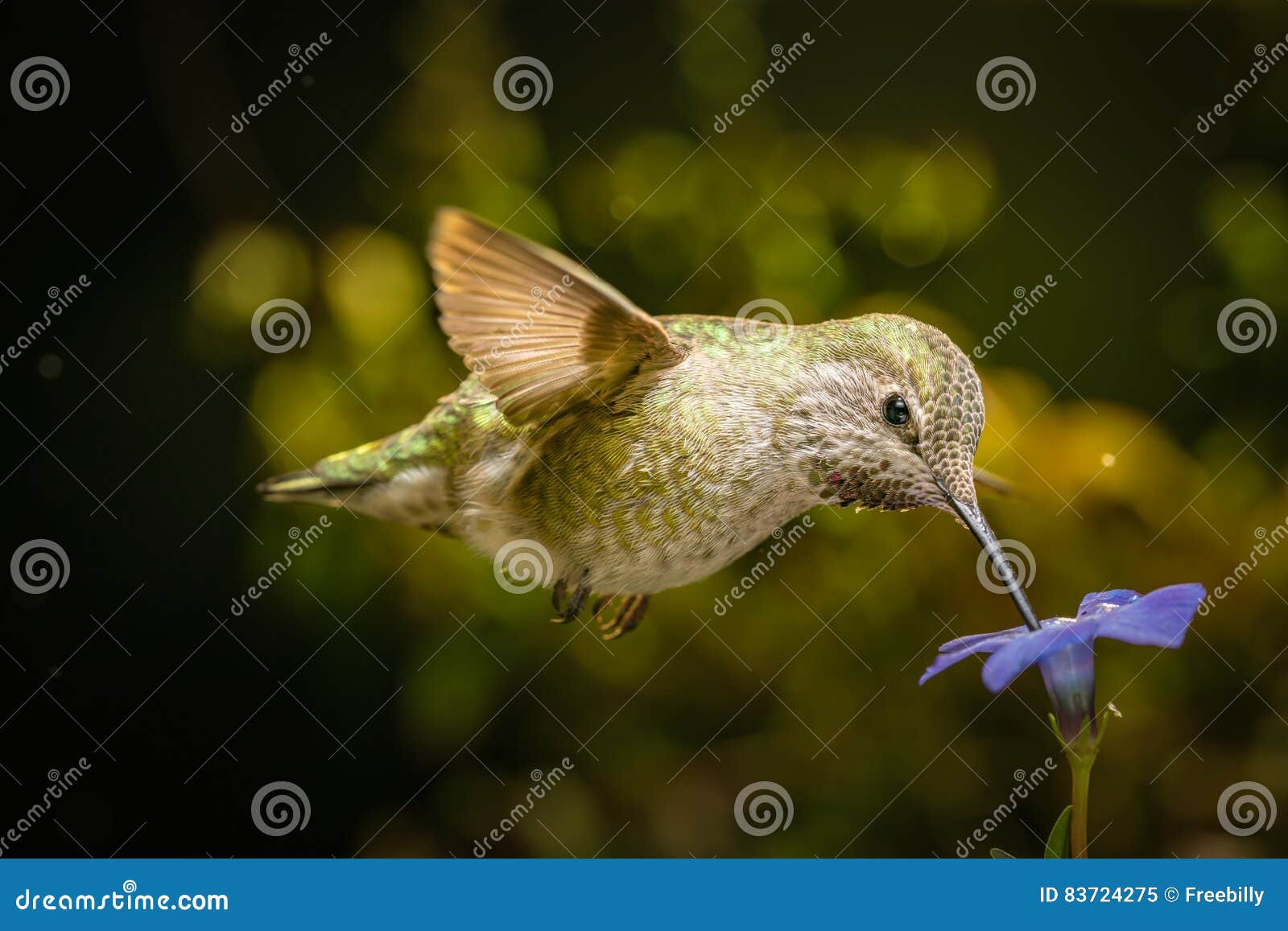 Hummingbird with Beak Down on Blue Flower Stock Image - Image of blue ...
