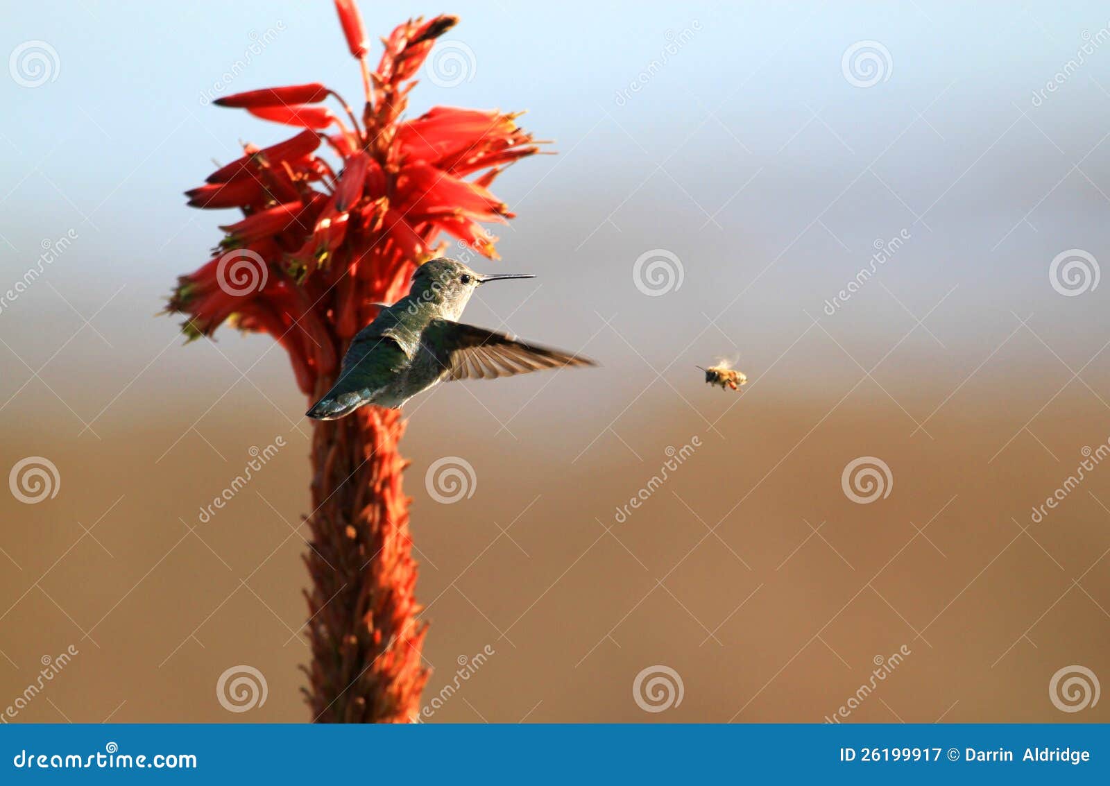 Hummingbird and bee stock image. Image of bird, hovering - 26199917