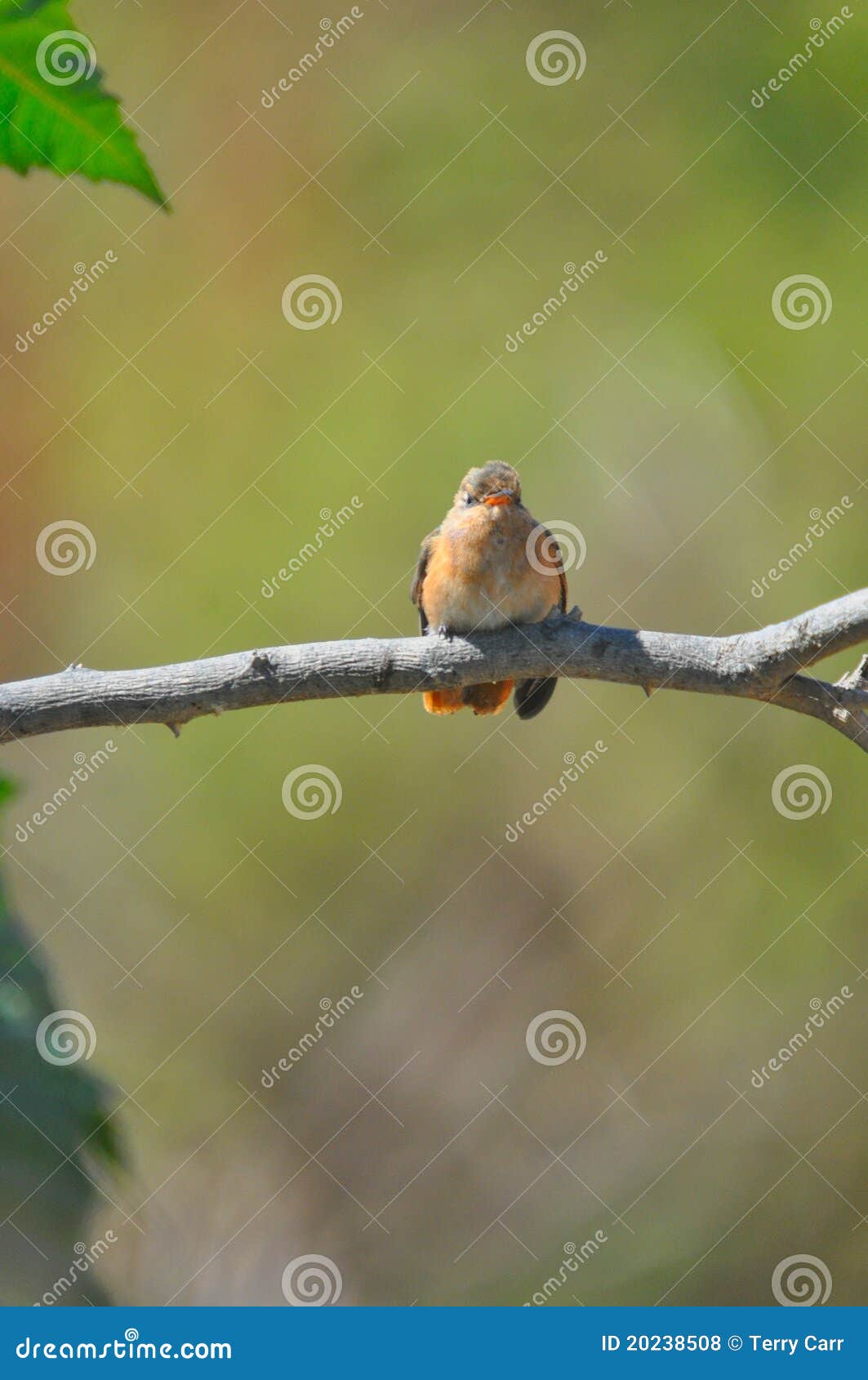Hummingbird on branch stock photo. Image of single, perching - 20238508