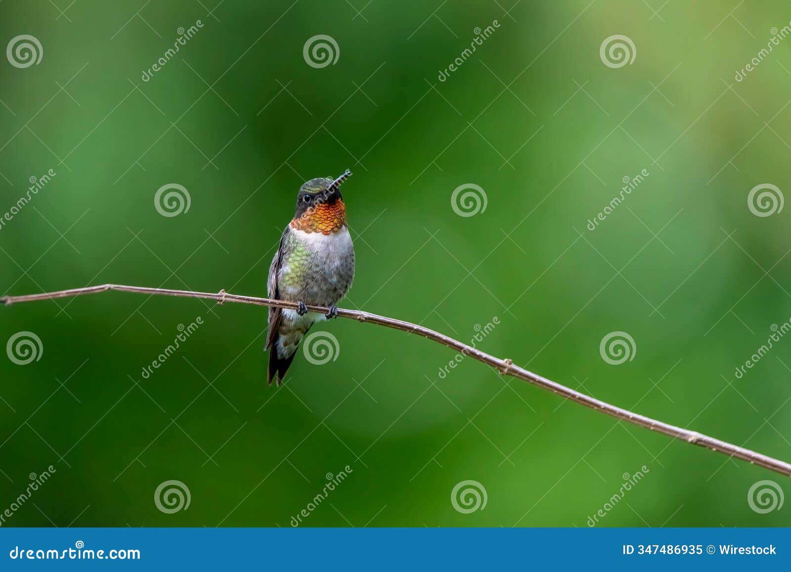 Hummingbird on Branch stock image. Image of animal, colorful - 347486935