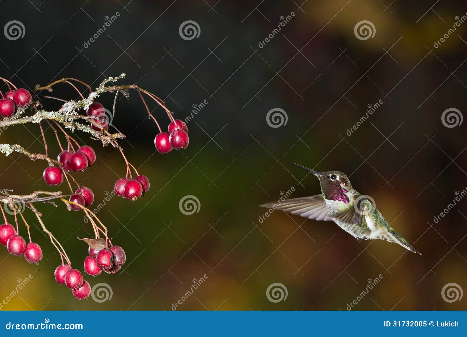 Hummingbird with a Branch of Red Berries. Stock Image - Image of ...