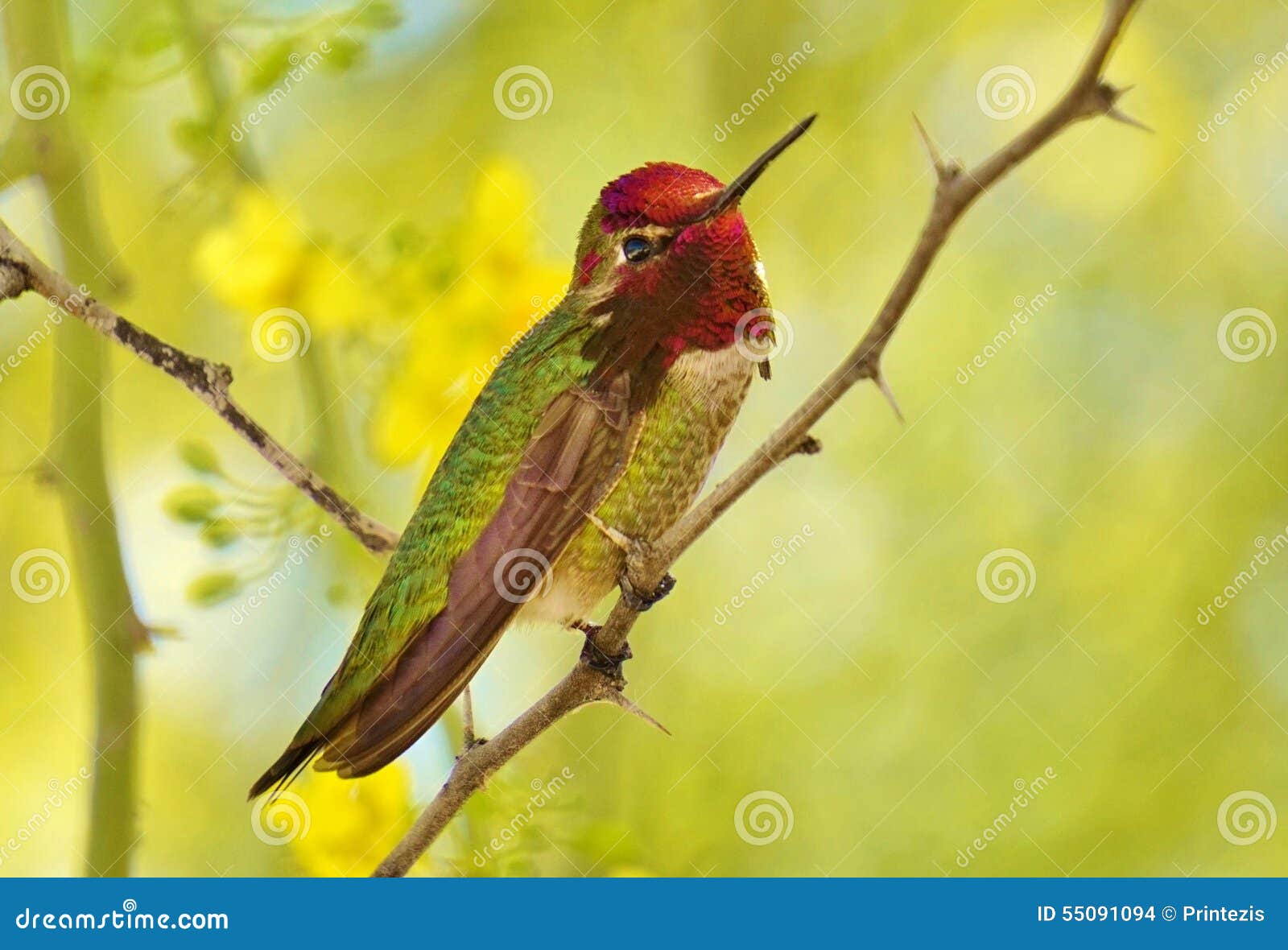 Hummingbird on Branch stock photo. Image of small, perch - 55091094