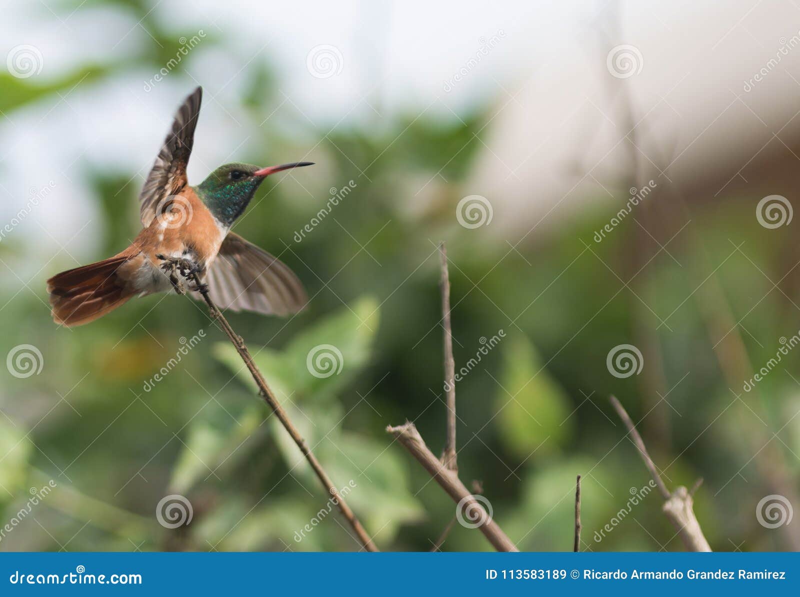 Hummingbird on a Branch Taking Flight Stock Image - Image of buzzard ...