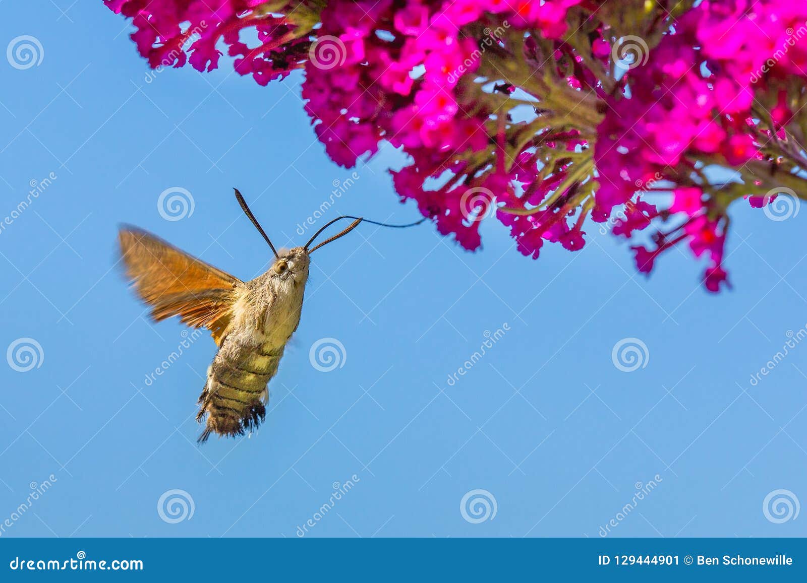 Hummingbird Eats Insect Stock Photos - Free & Royalty-Free Stock Photos ...