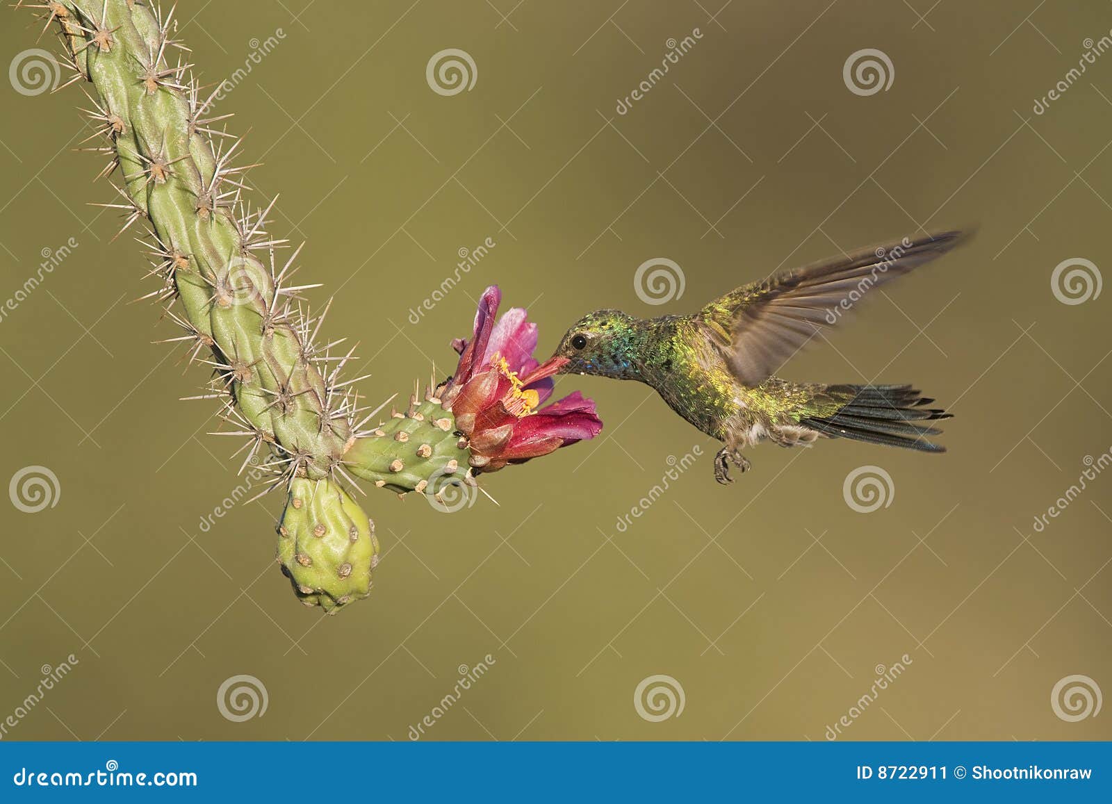 Hummingbird on Cactus Flower Stock Image - Image of flight, hover: 8722911