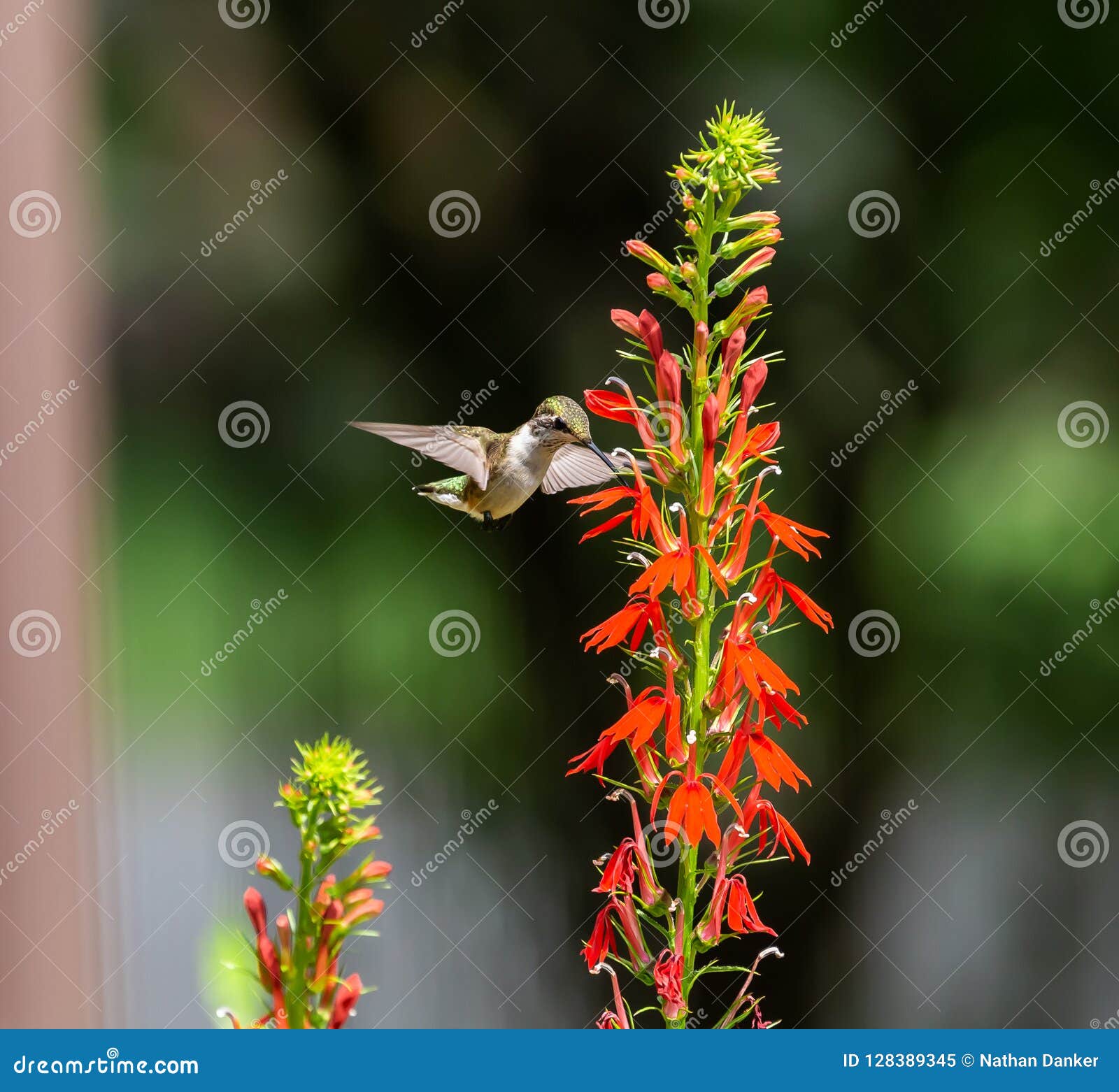 Hummingbird and Cardinal Flowers Stock Image - Image of flying ...
