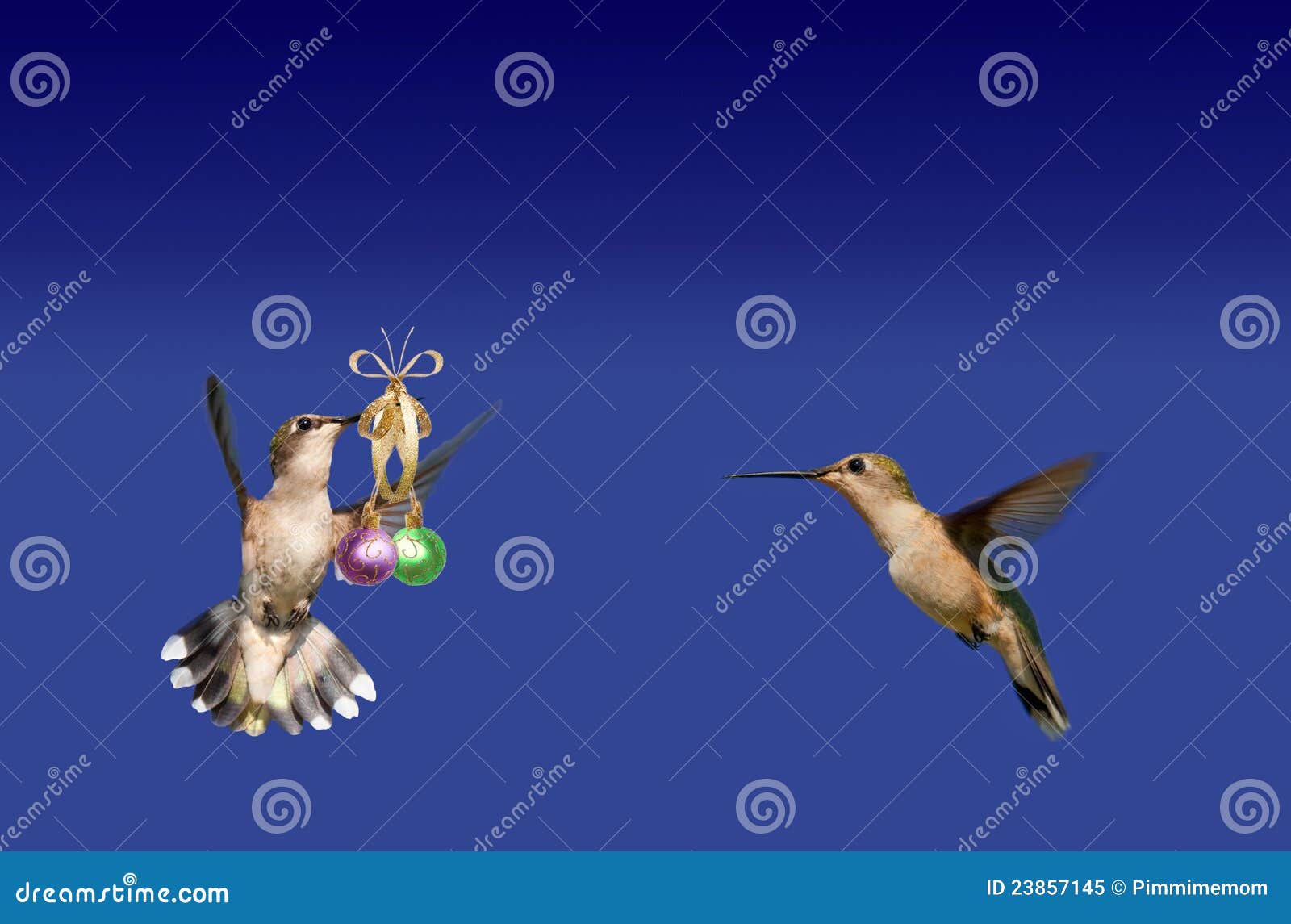 Hummingbird Carrying Ball Ornaments Stock Image - Image of flying ...