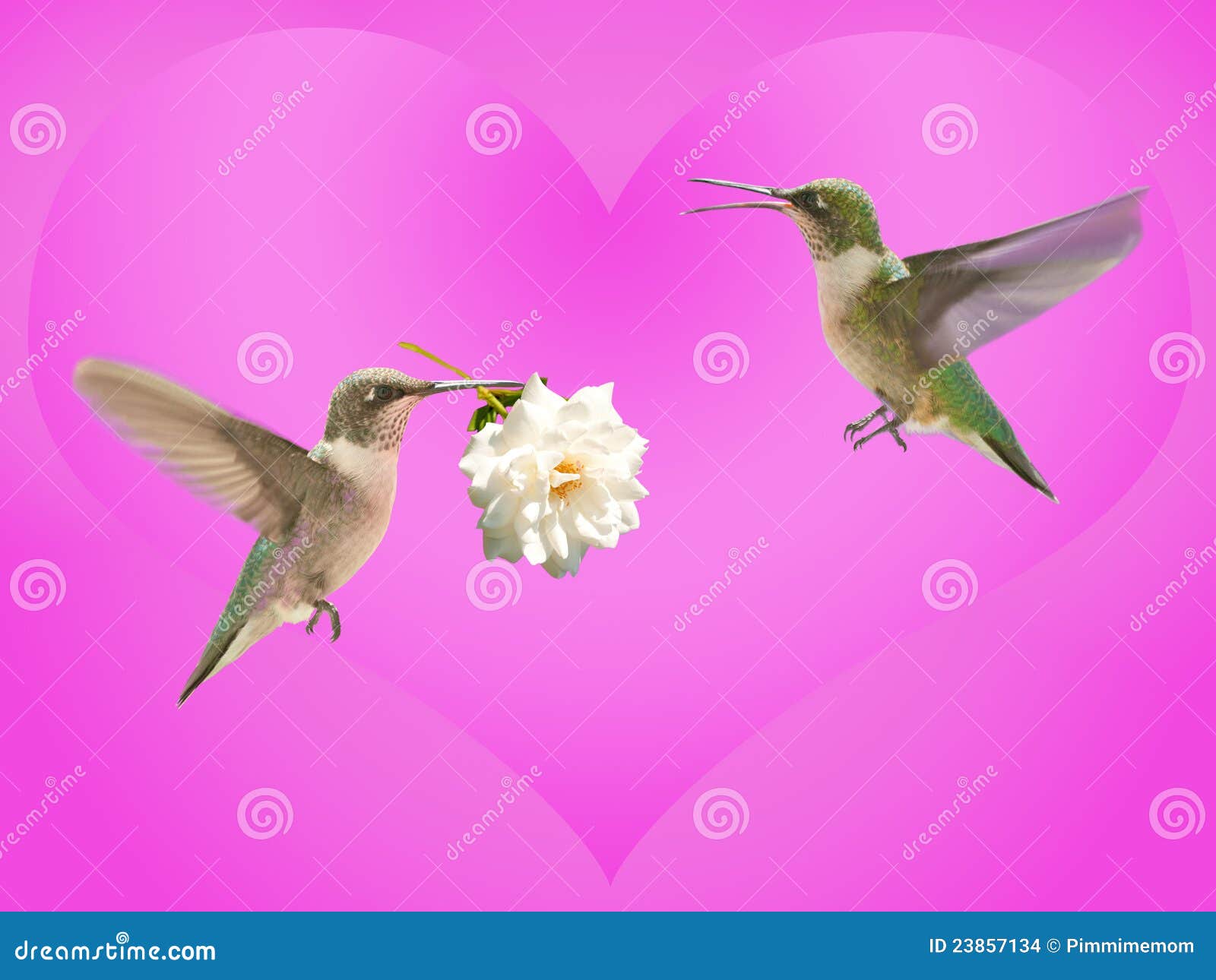 Hummingbird Carrying a Rose Stock Photo - Image of beautiful ...