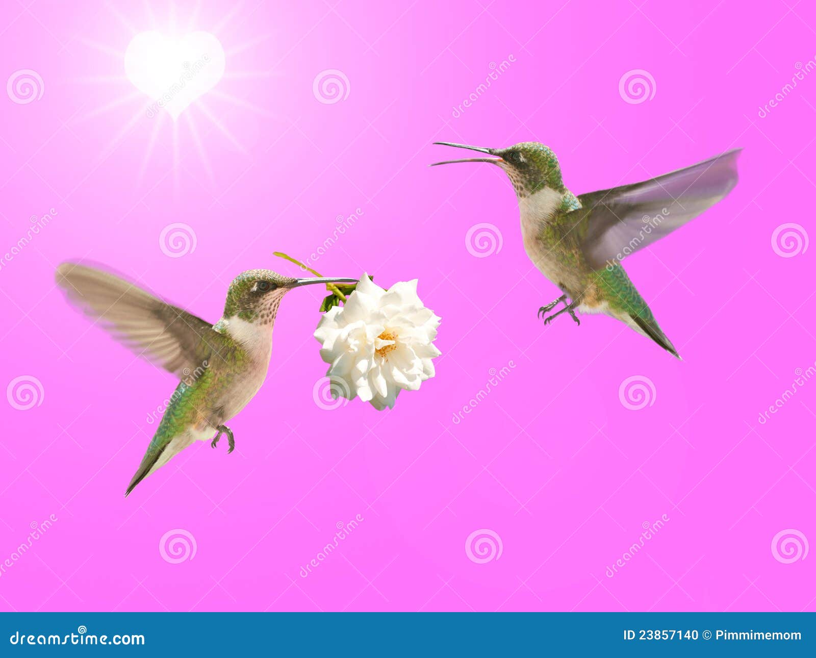 Hummingbird Carrying a Rose Stock Photo - Image of pink, colorful: 23857140
