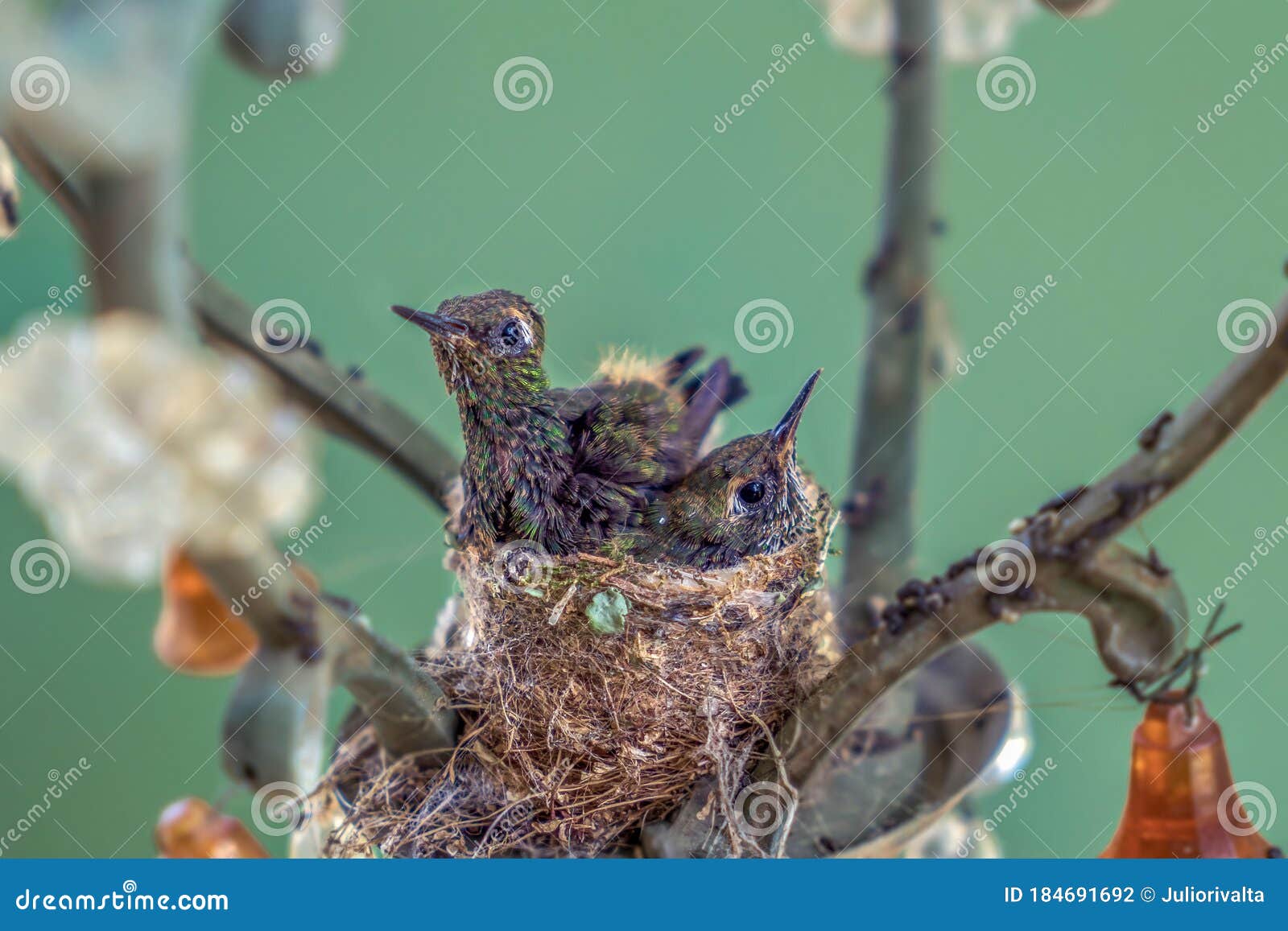 Hummingbird Chicks in the Nest Stock Photo - Image of small, pigeon ...