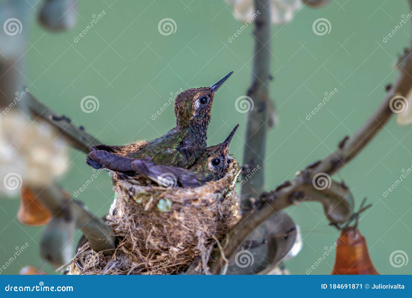 Hummingbird Chicks in the Nest Stock Image - Image of amazing, outdoors ...