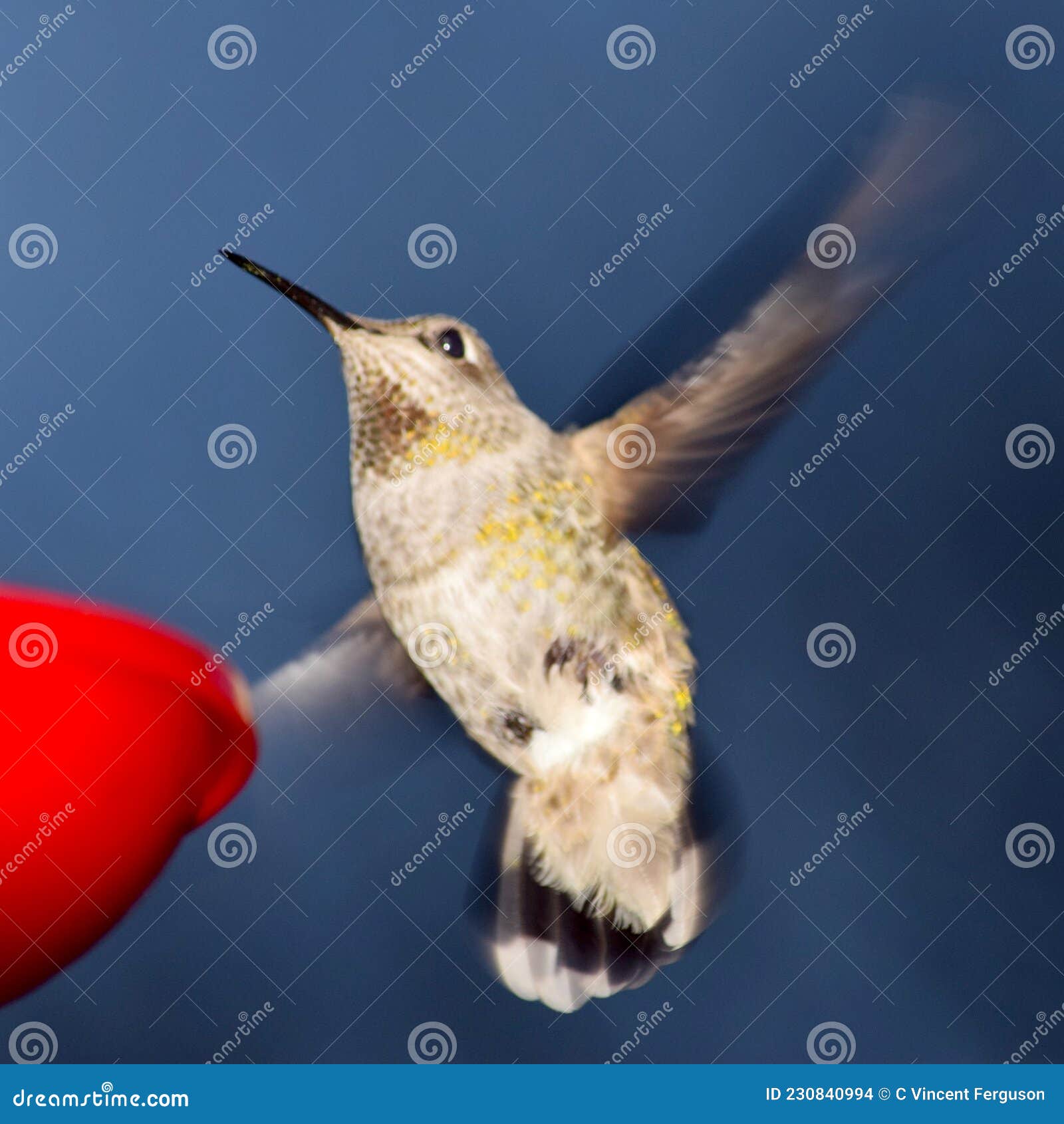 Anna`s Hummingbird at Feeder 04 Stock Photo - Image of hummingbird ...