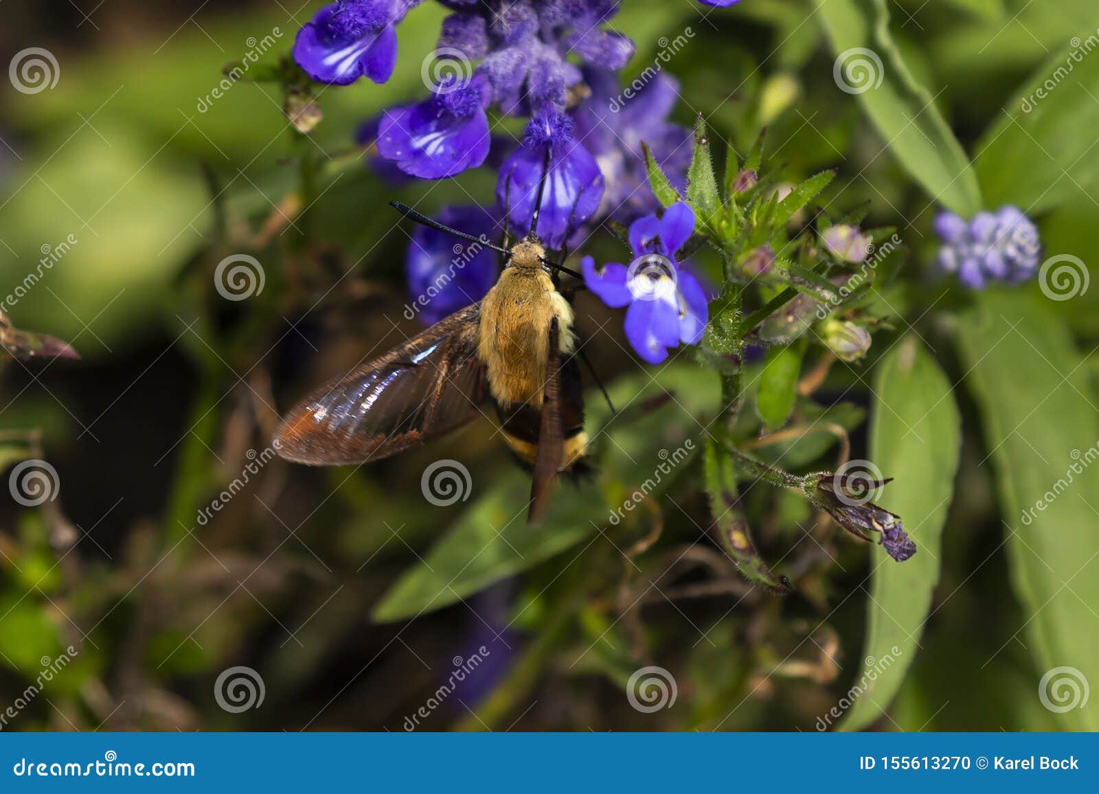 The Hummingbird Clearwing,Hemaris Thysbe Stock Photo - Image of flower ...