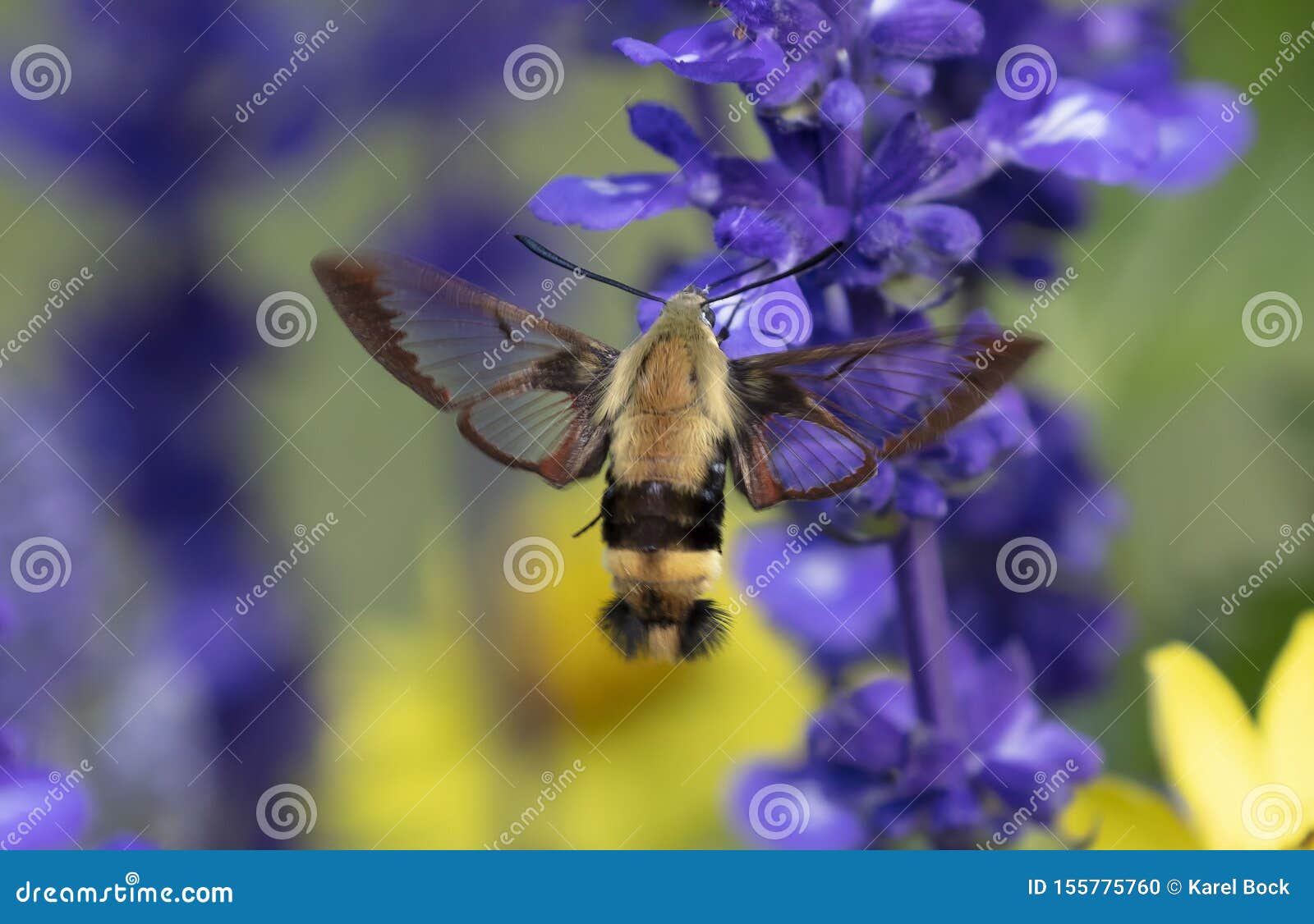 The Hummingbird Clearwing,Hemaris Thysbe Stock Photo - Image of ...
