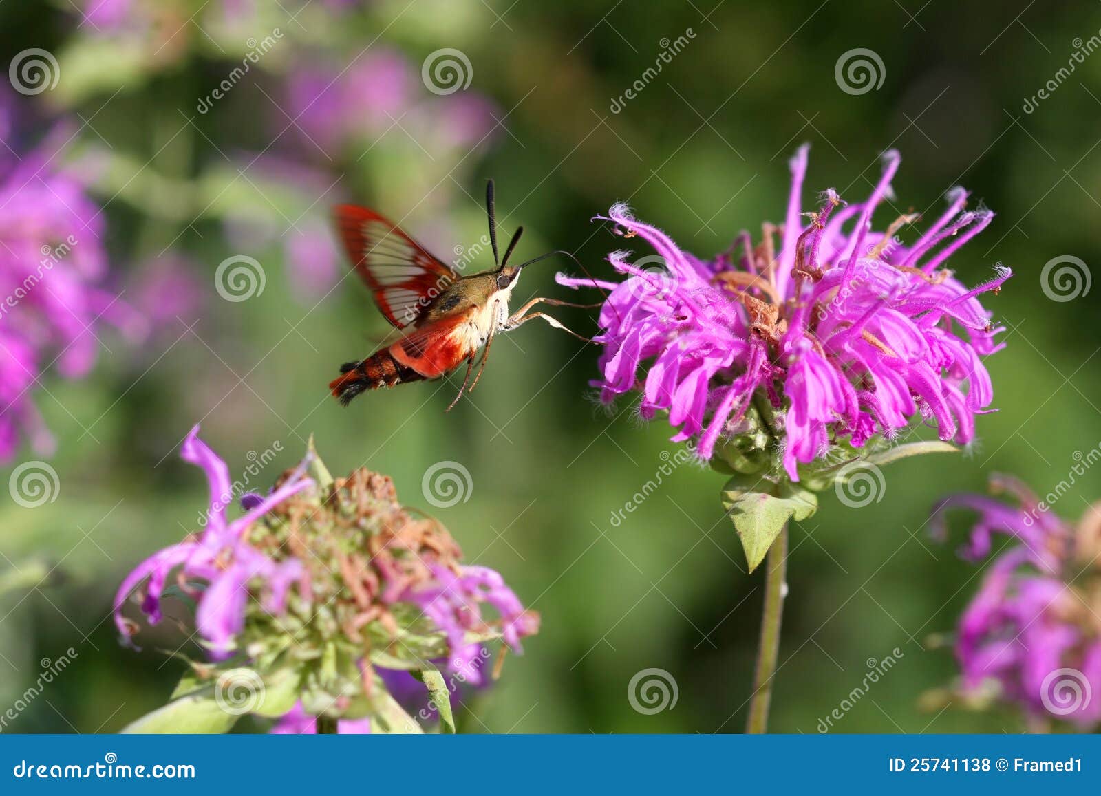 Hummingbird Clearwing - Hodges 7853 (Hemaris Thysbe) Adult Moth And ...