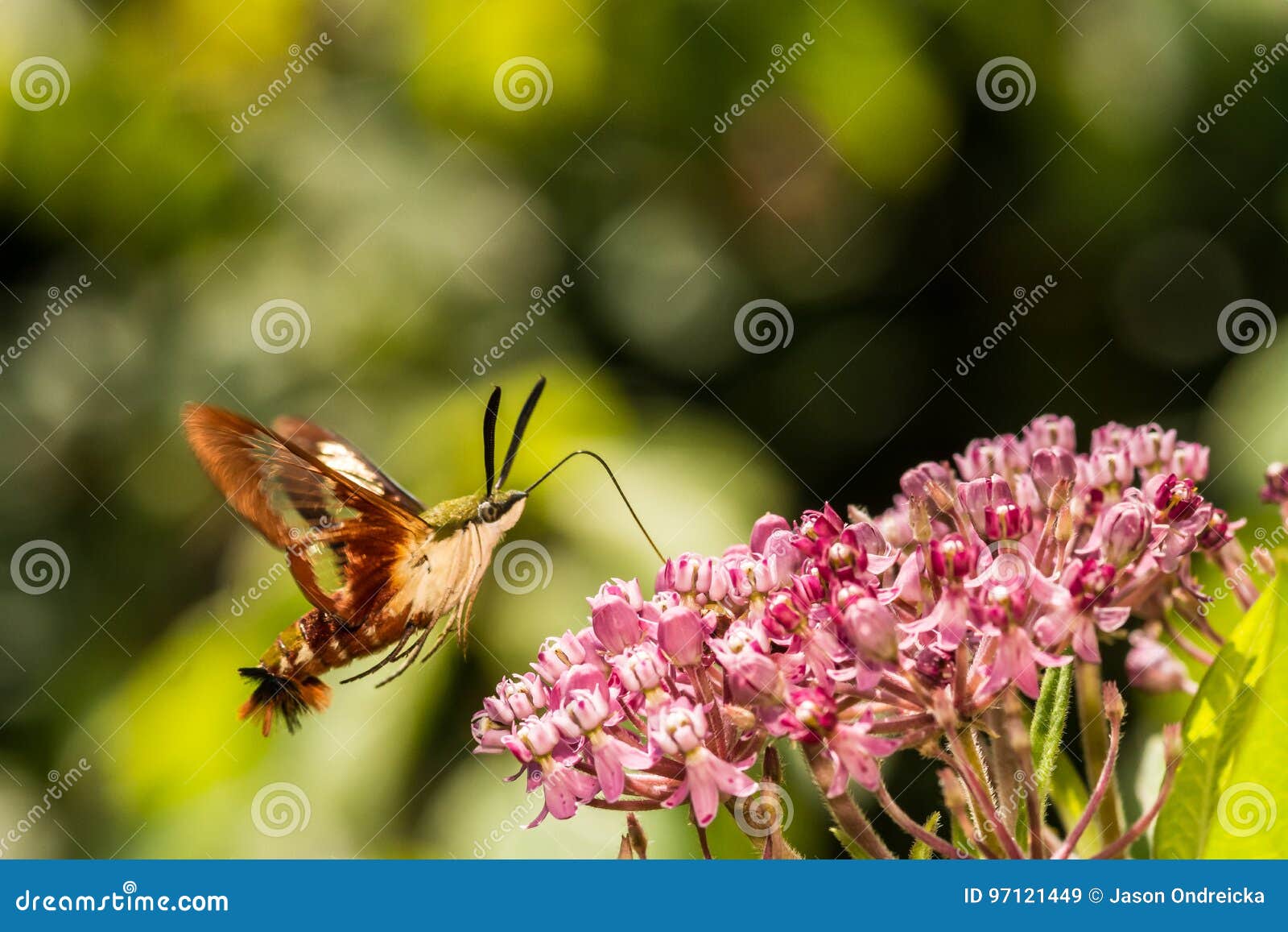 Hummingbird Clearwing - Hodges 7853 (Hemaris Thysbe) Adult Moth And ...