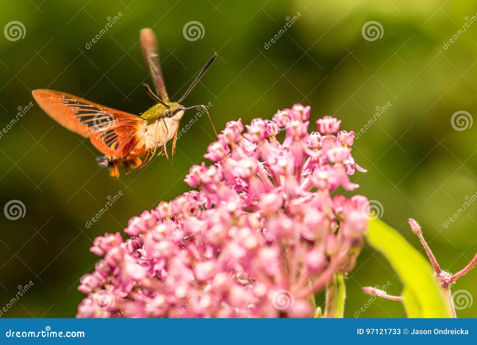 Hummingbird Clearwing Moth stock image. Image of foraging - 97121733