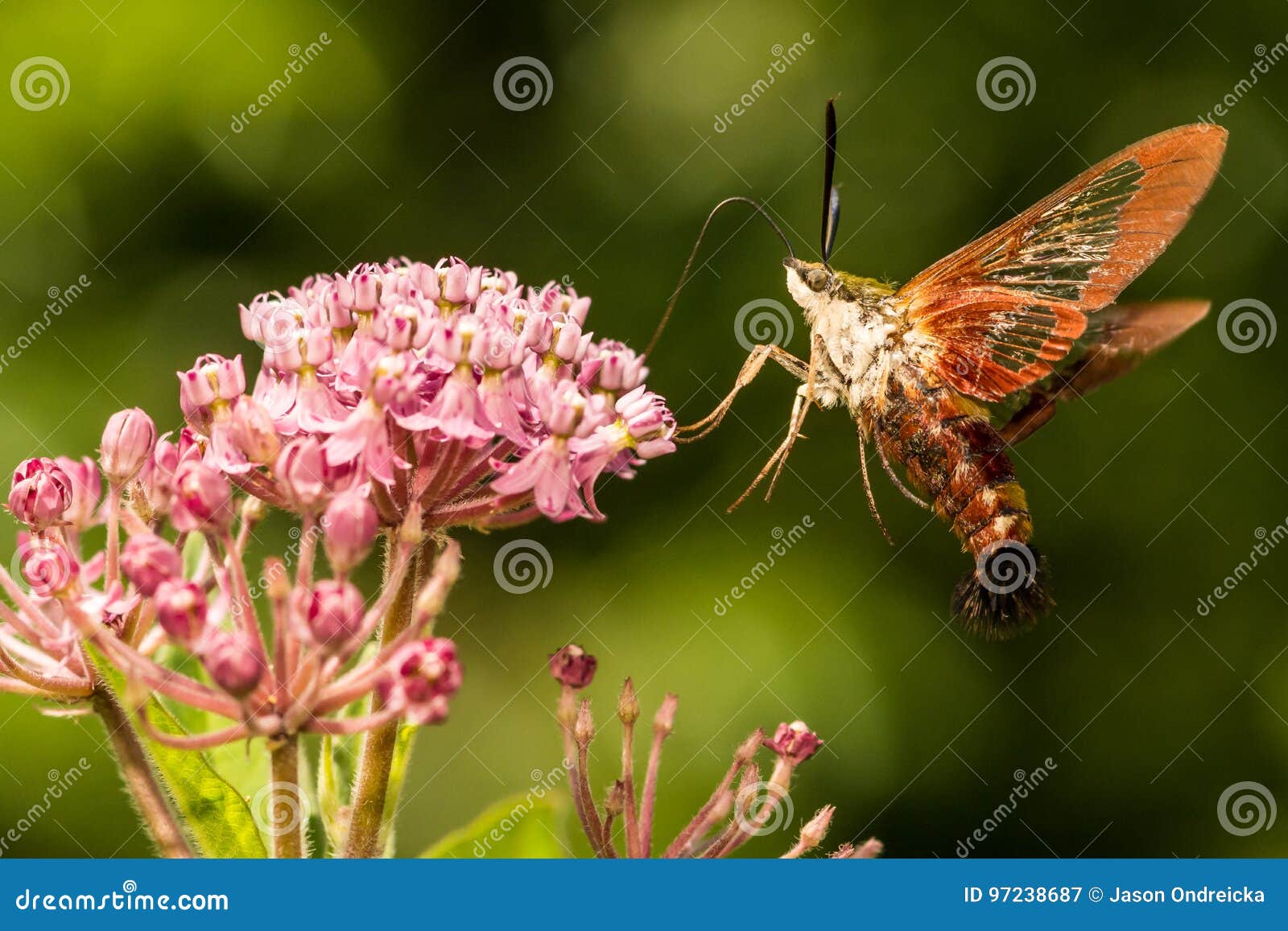 Hummingbird Clearwing - Hodges 7853 (Hemaris Thysbe) Adult Moth And ...